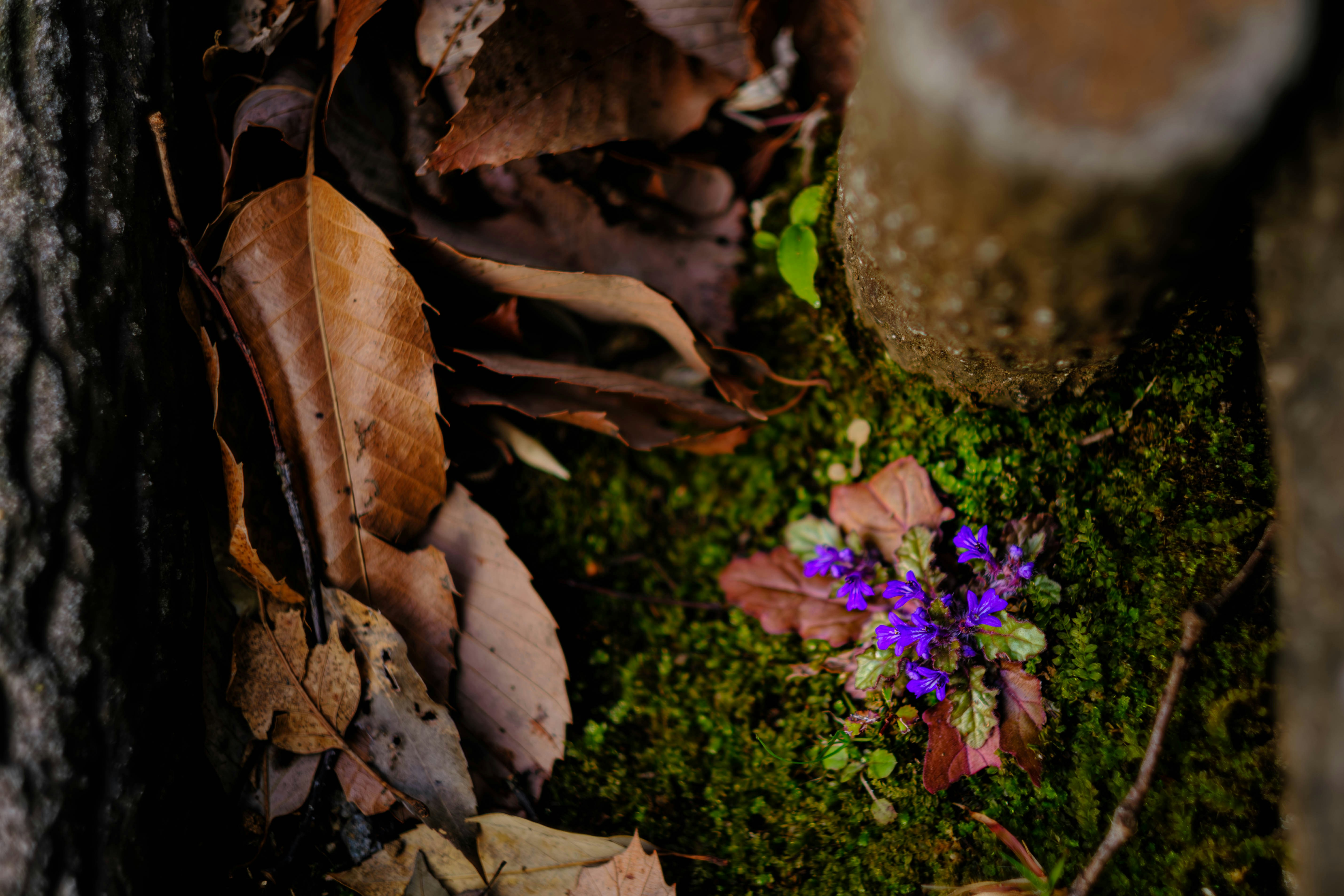 Purple wildflower clings to mossy stone amid fallen leaves