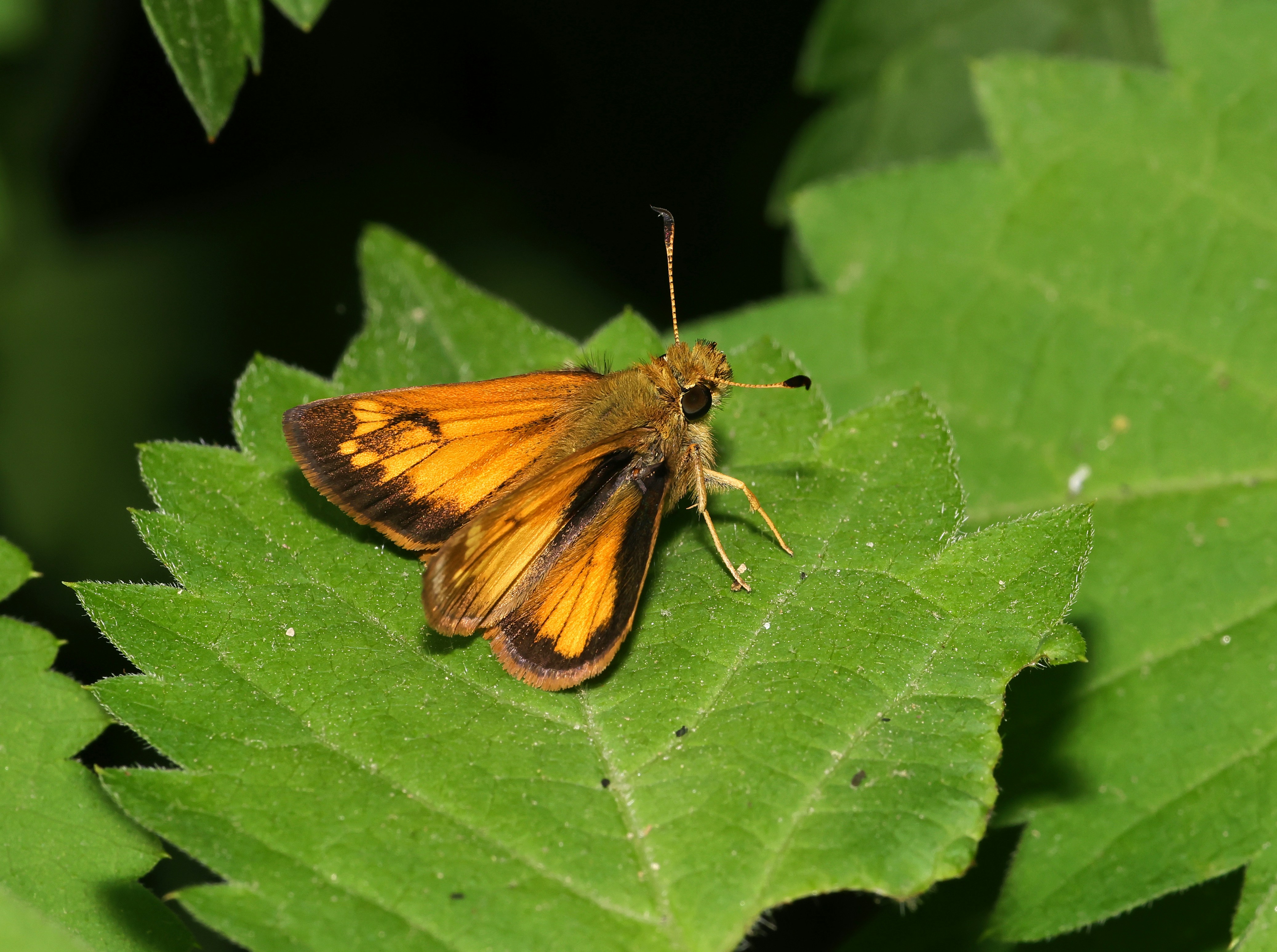 Amber Winged Nymph on a Green Crown