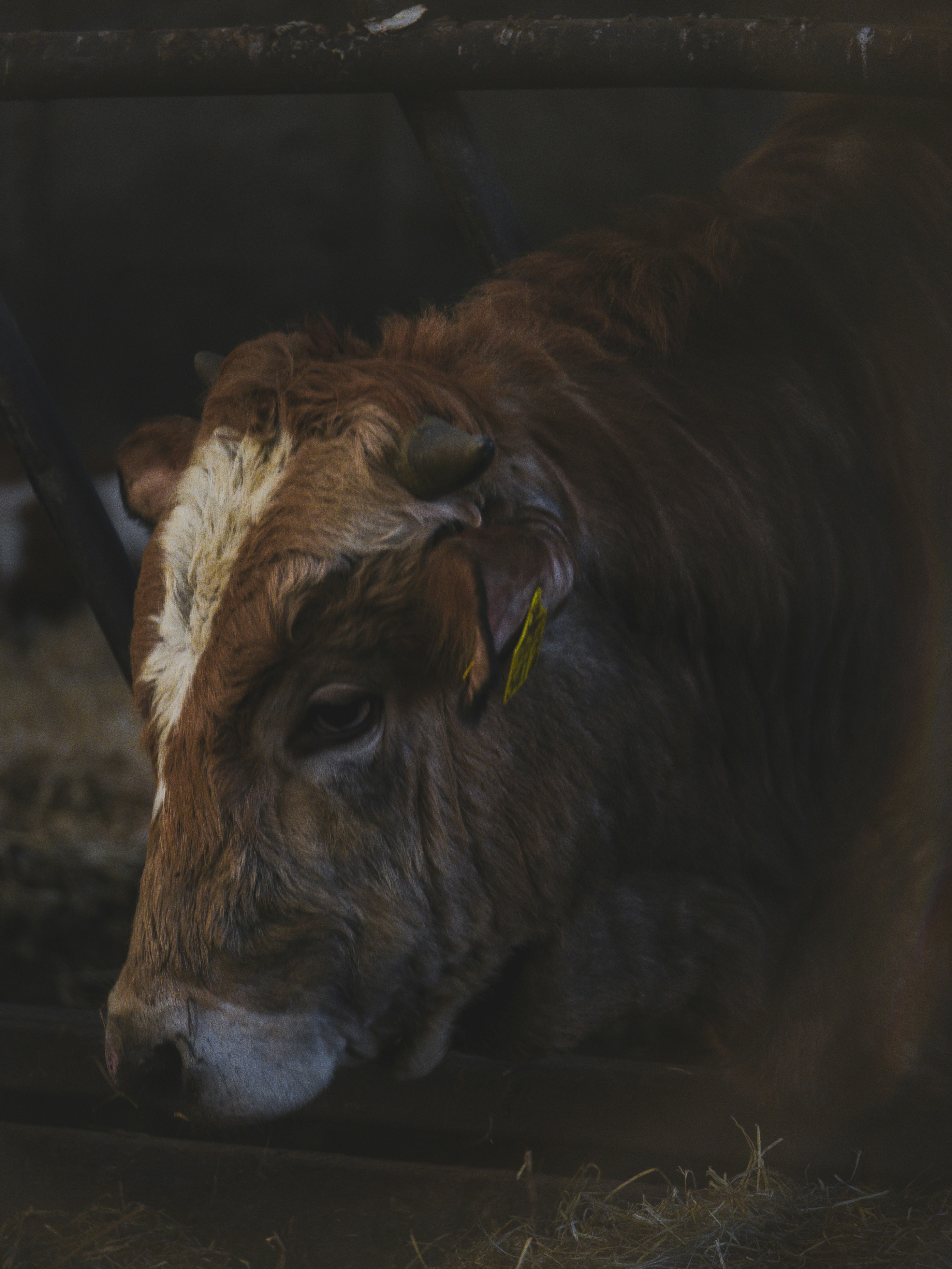 Amber Quiet: a bovine portrait beneath sheltering beams