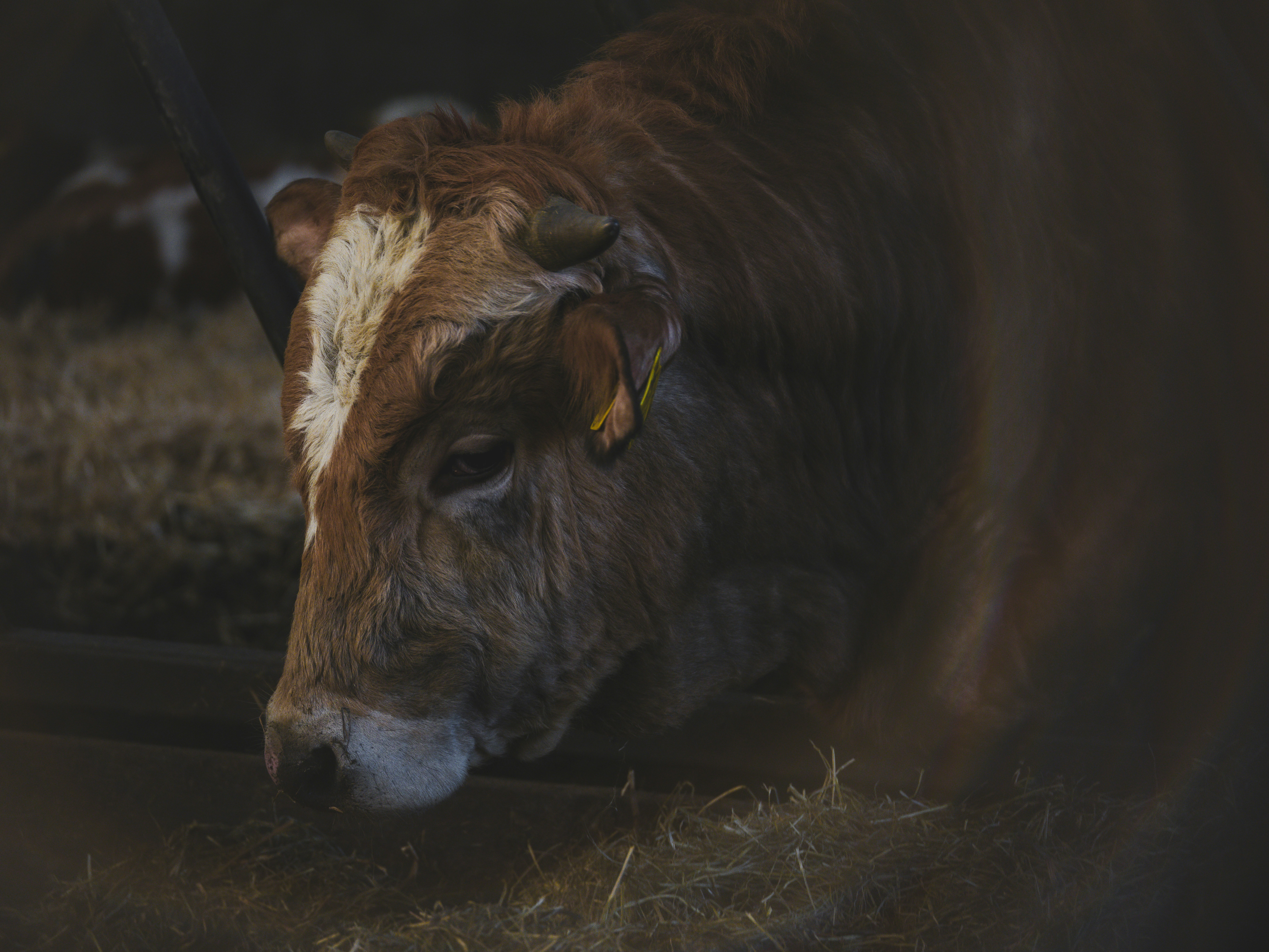 Silent Gaze in a Dim Stud Farm Pen