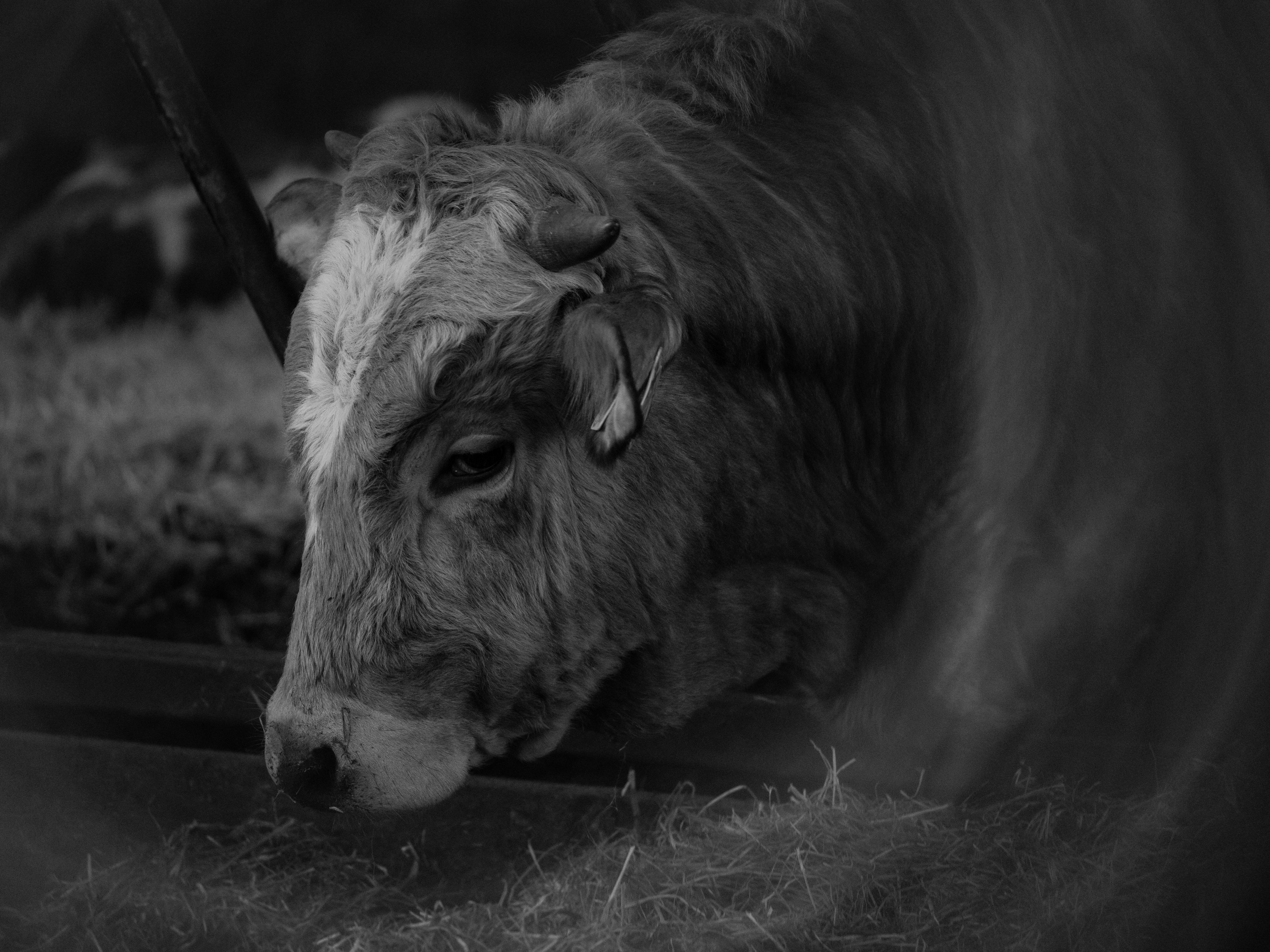 Moonlit Bovine Rest: A Quiet Nose to the Ground