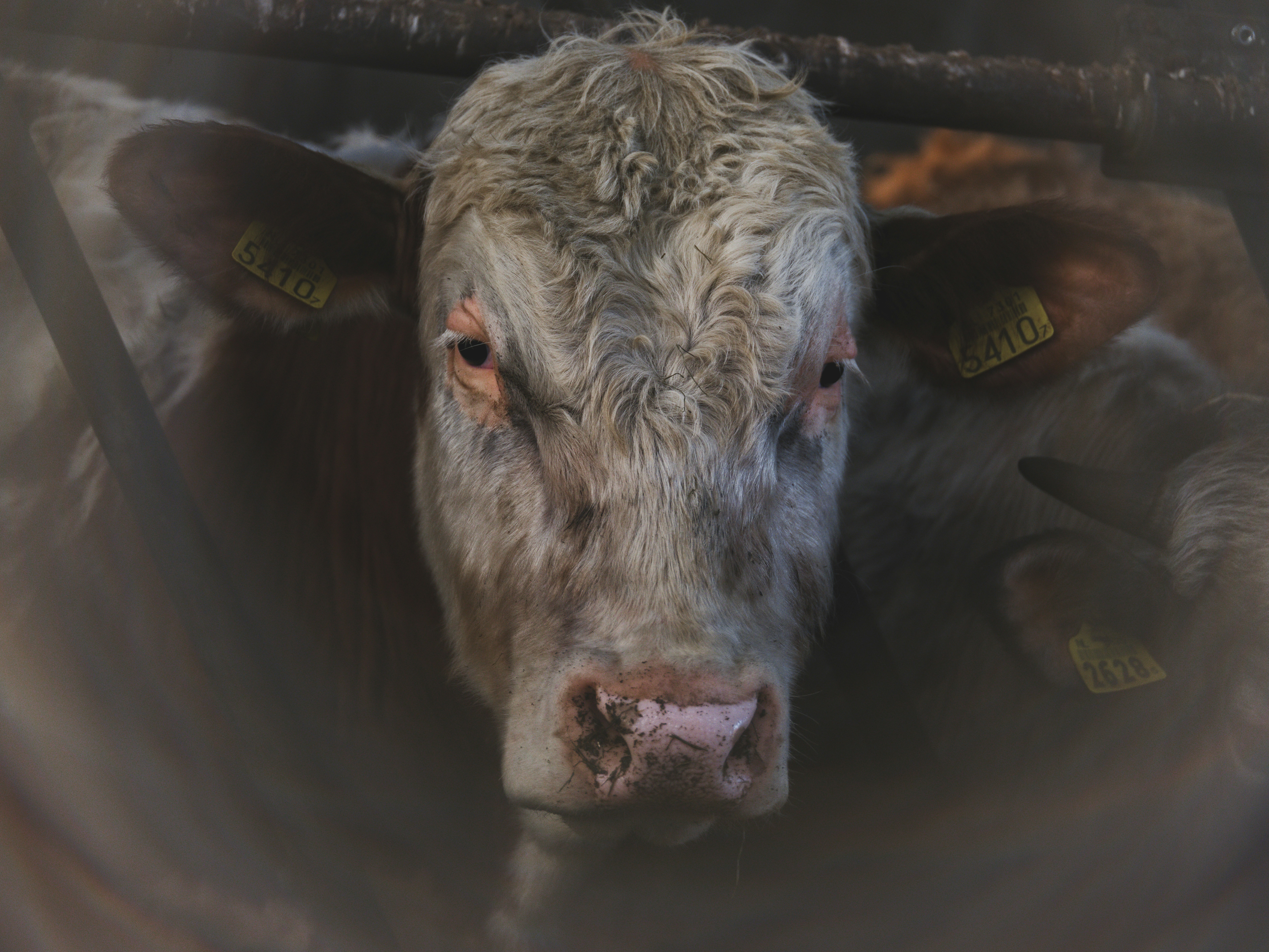 Center of Gaze: The Narrow Gaze Through Foggy Barn Air