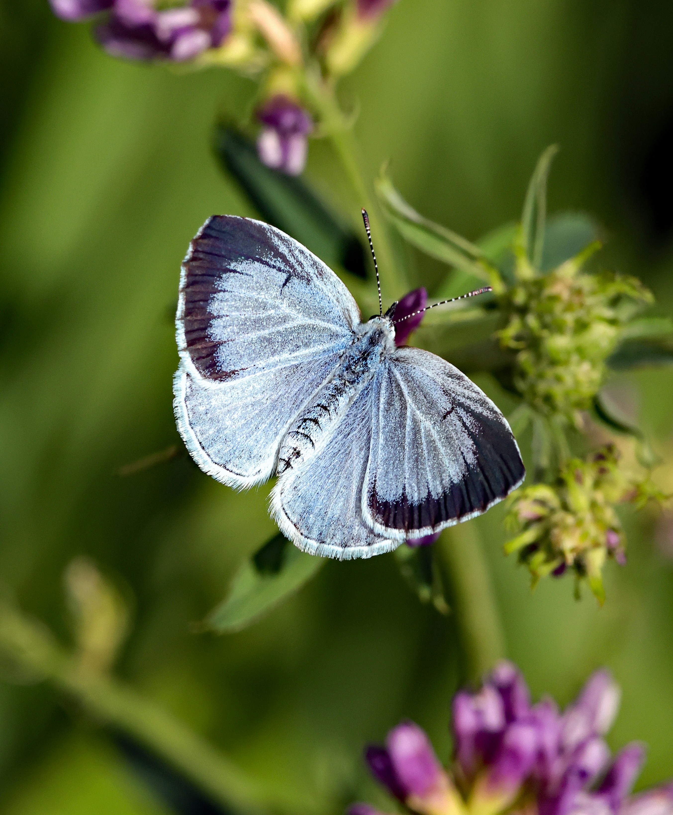 Azure Butterfly on Purple Bloom: Delicate Pause in a Green Field