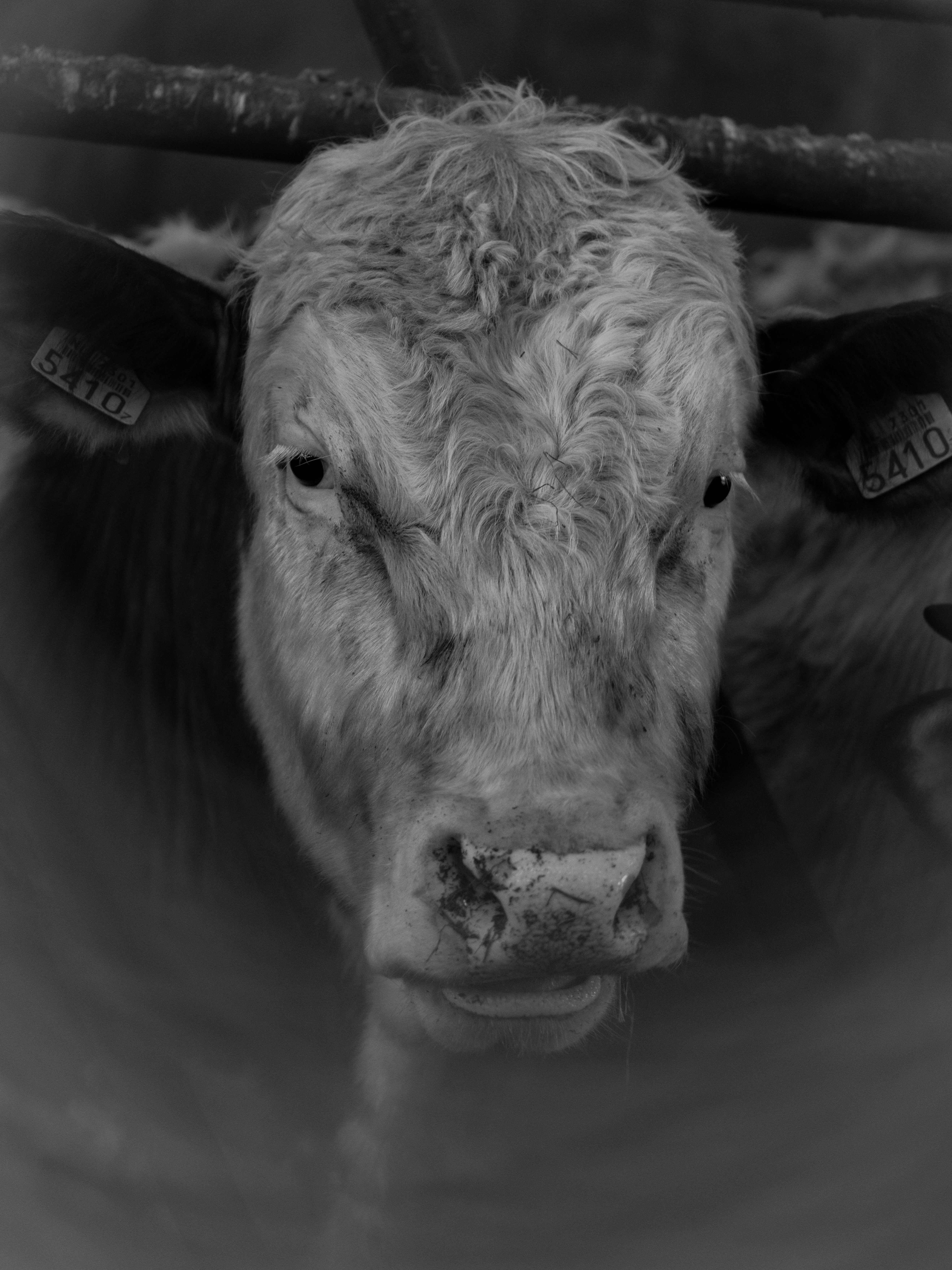 Centered Gaze: A Close-Frame Bull Portrait in Monochrome