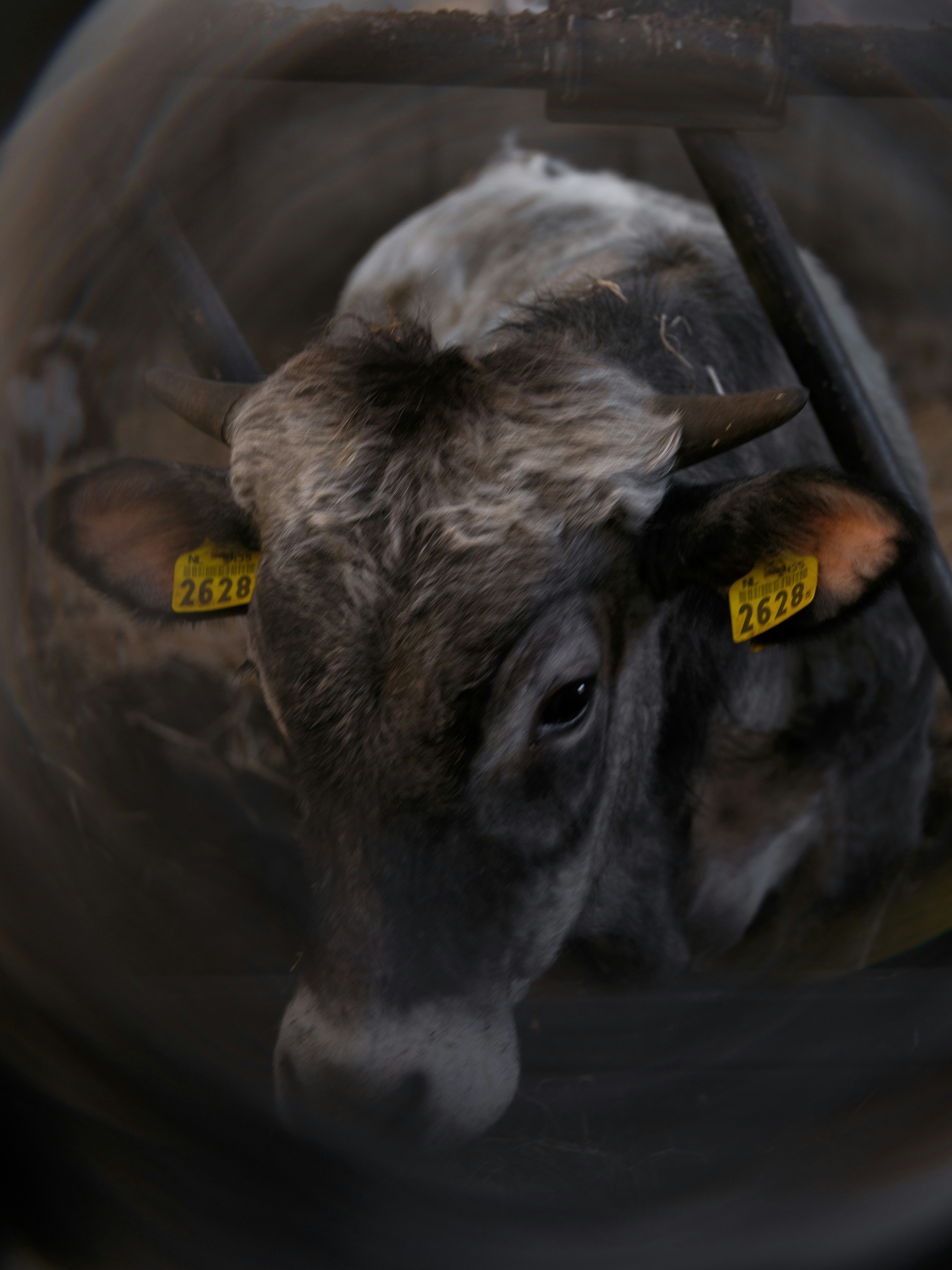 Through a Glassy Gaze: a Close-Up of a Yellow-Eared Cow in a Car Window