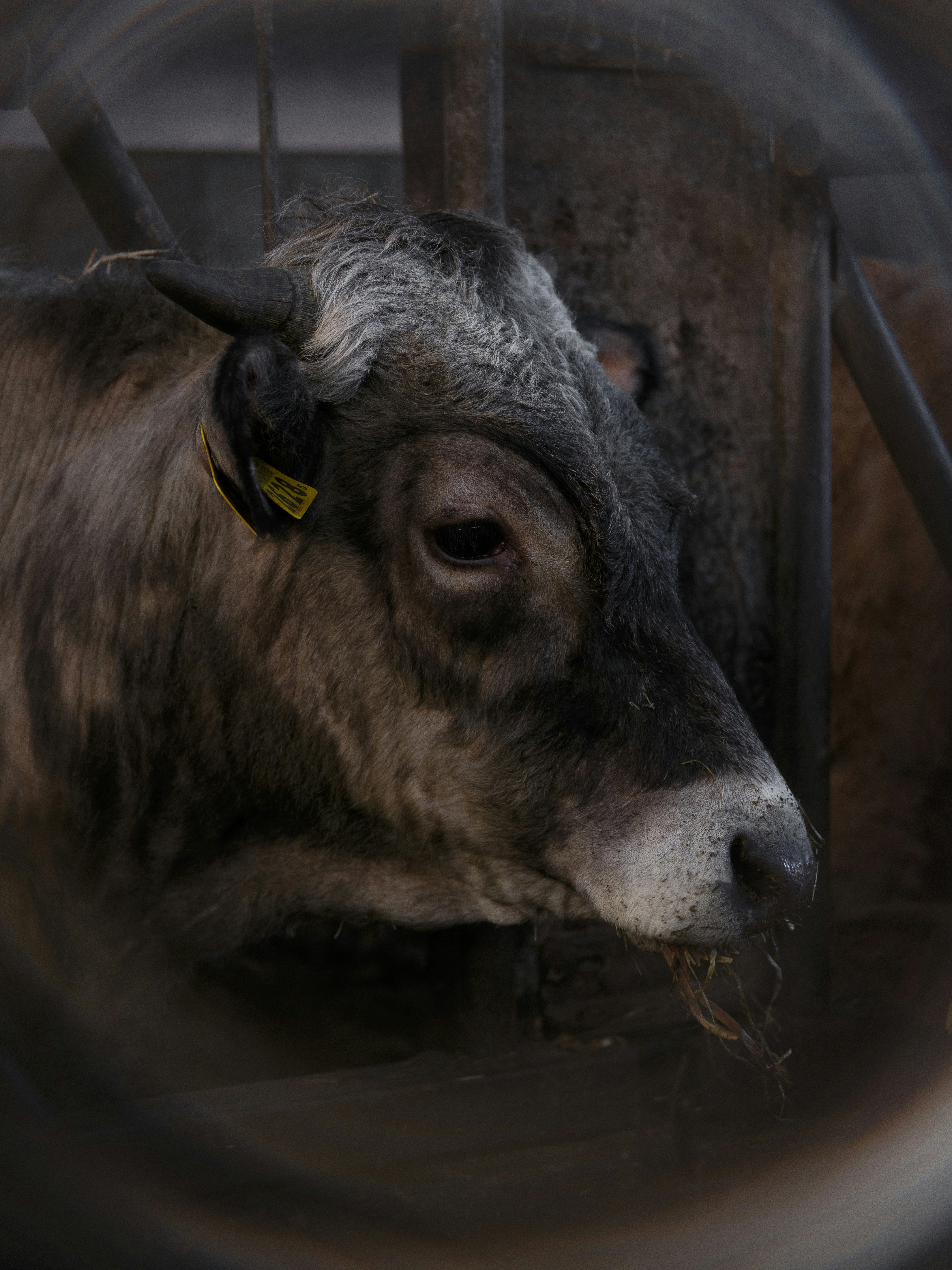 Close-up of a dairy cow’s calm gaze through a dim barn window