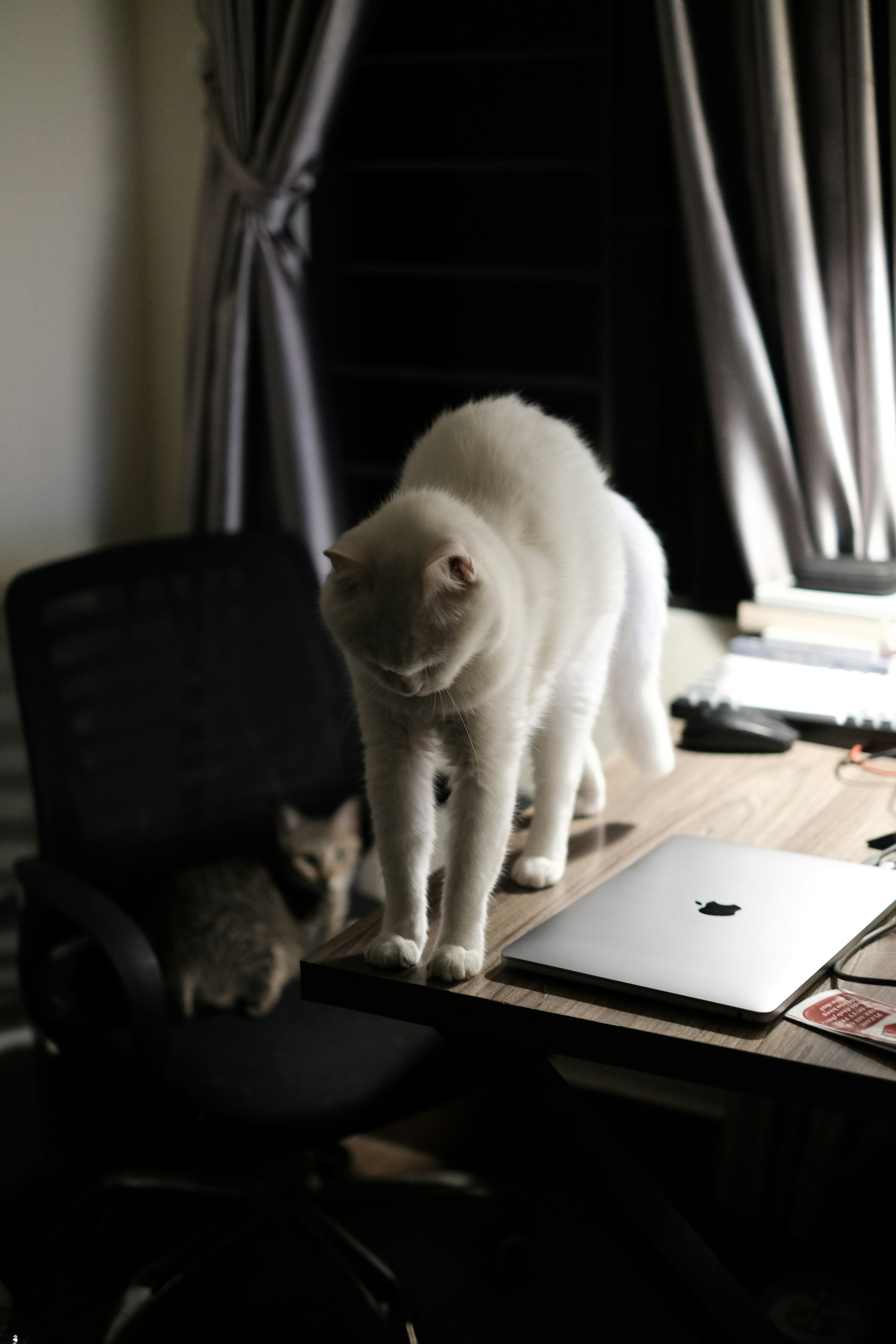 Cat on a Laptop: A Quiet Moment on the Desk