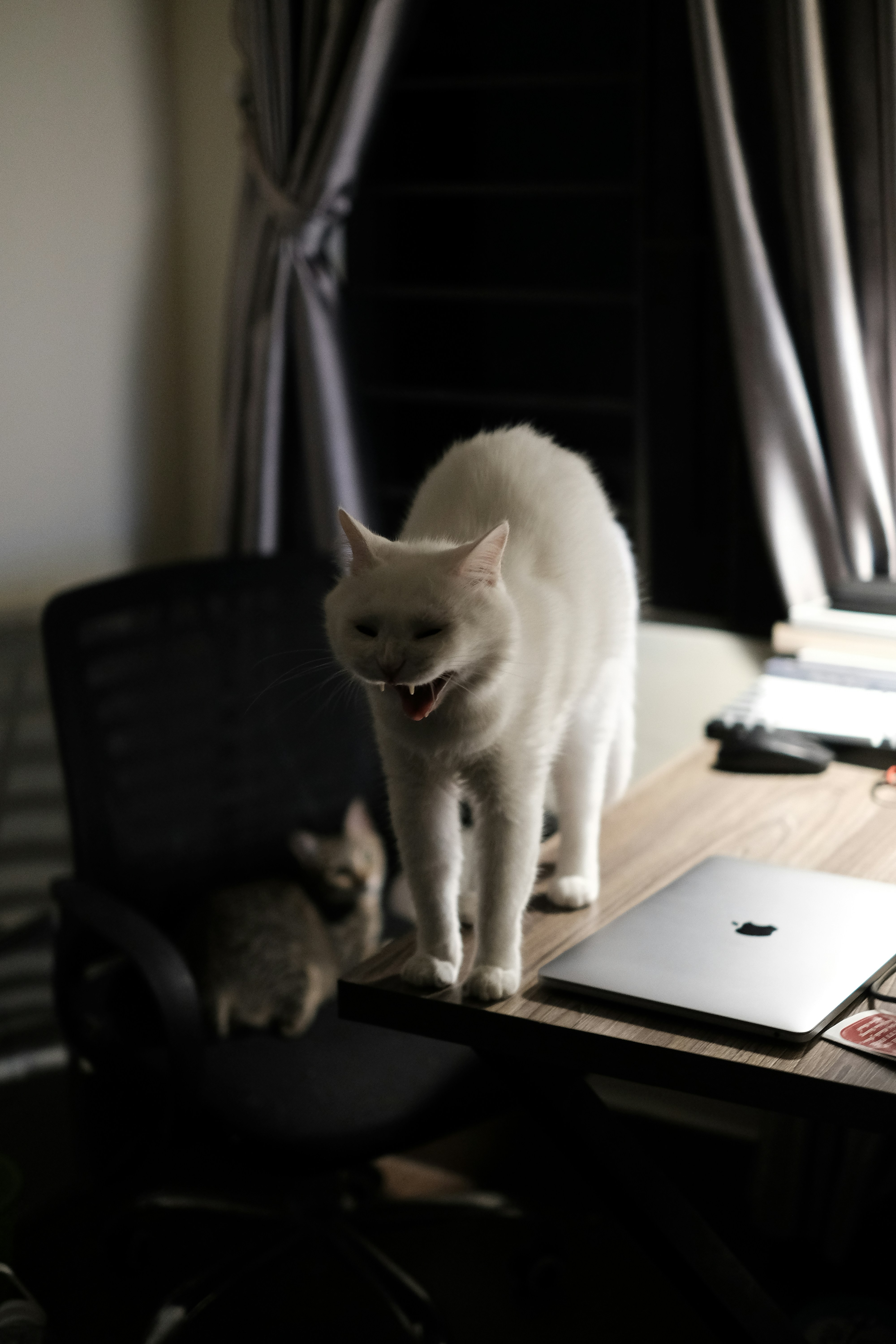 A Midnight Macrowind: White Cat Guarding a Silver Laptop