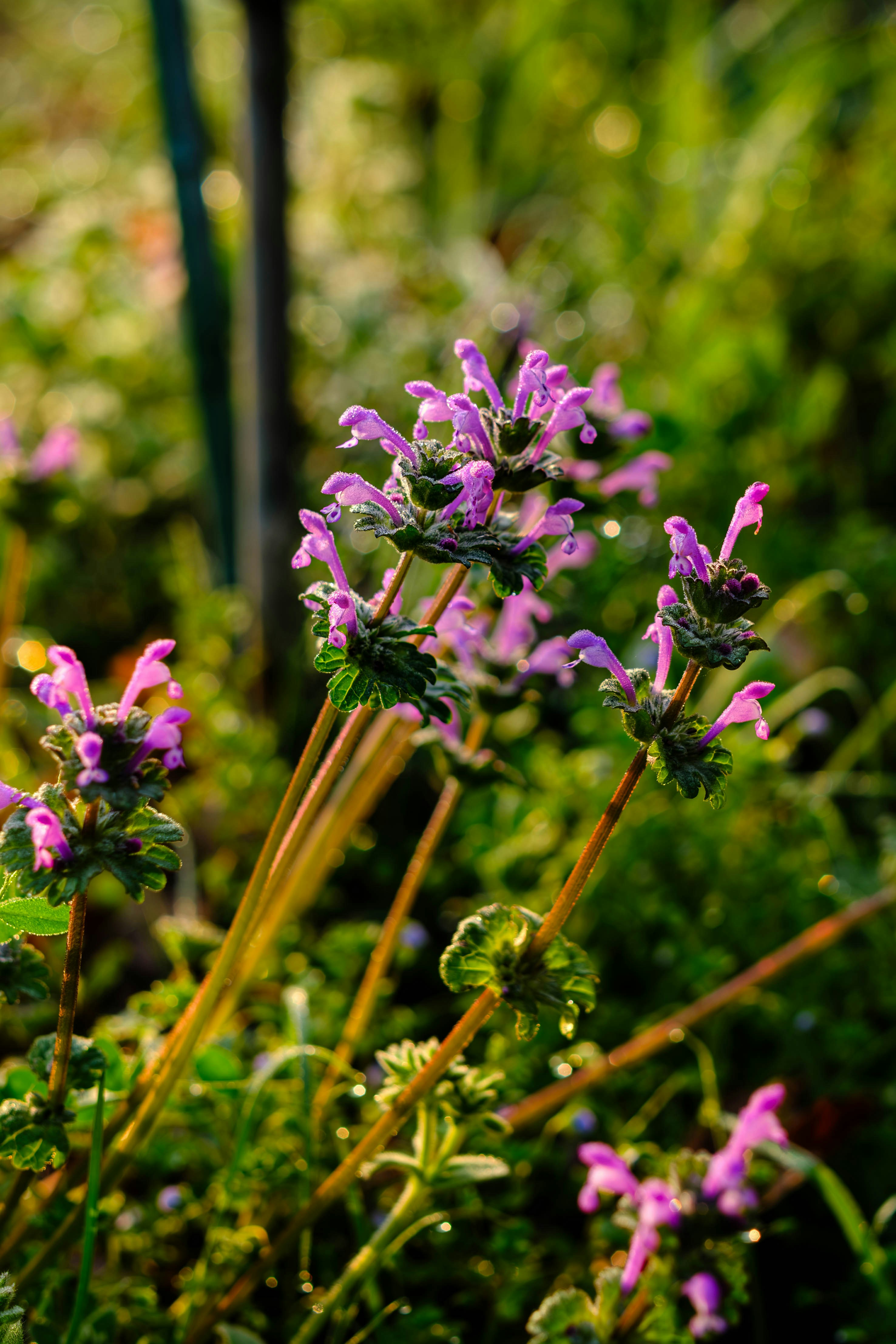 Purple-topped blooms reach for the sun in a sunlit meadow
