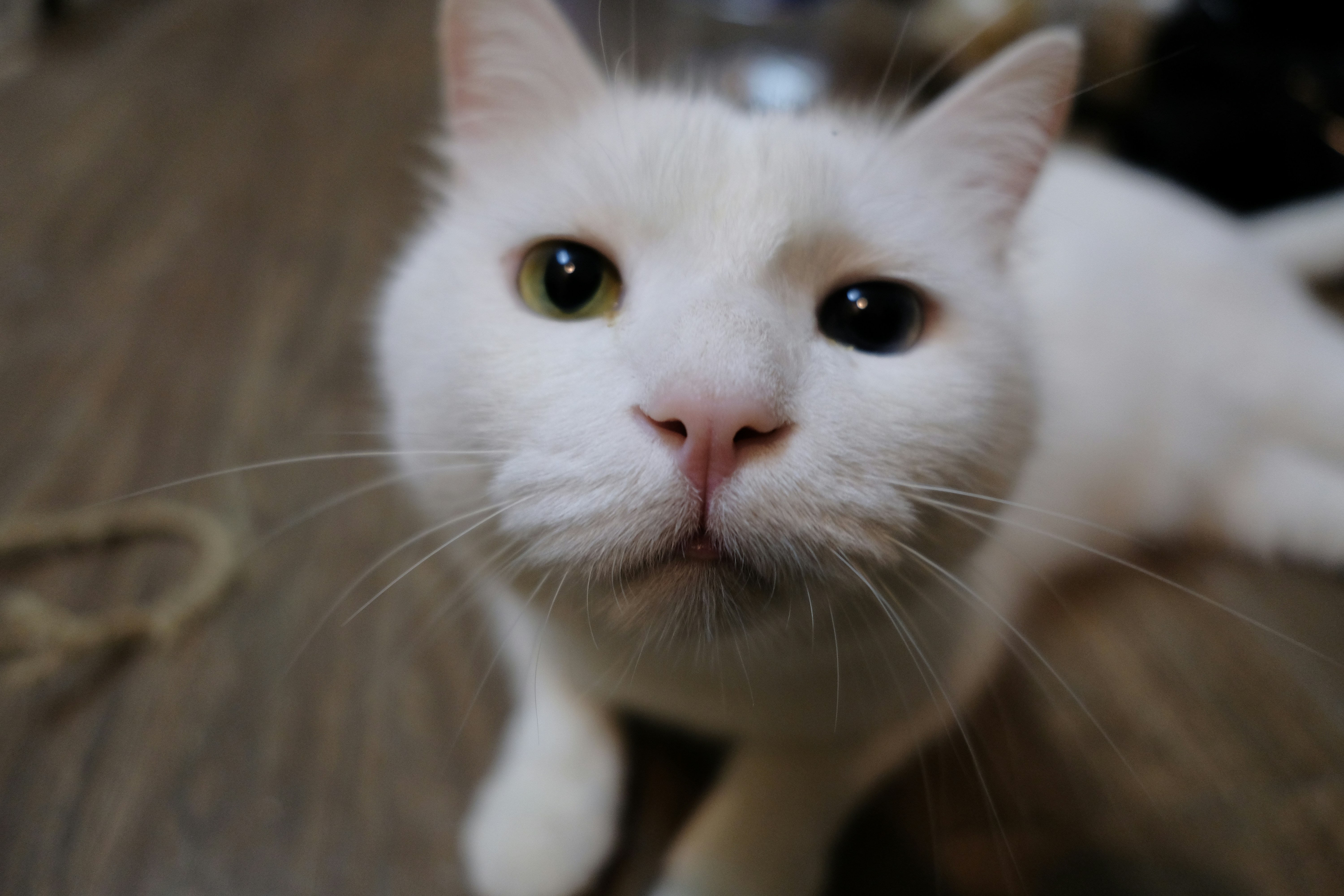 Curious Gaze: Close-Up of a Creamy White Cat