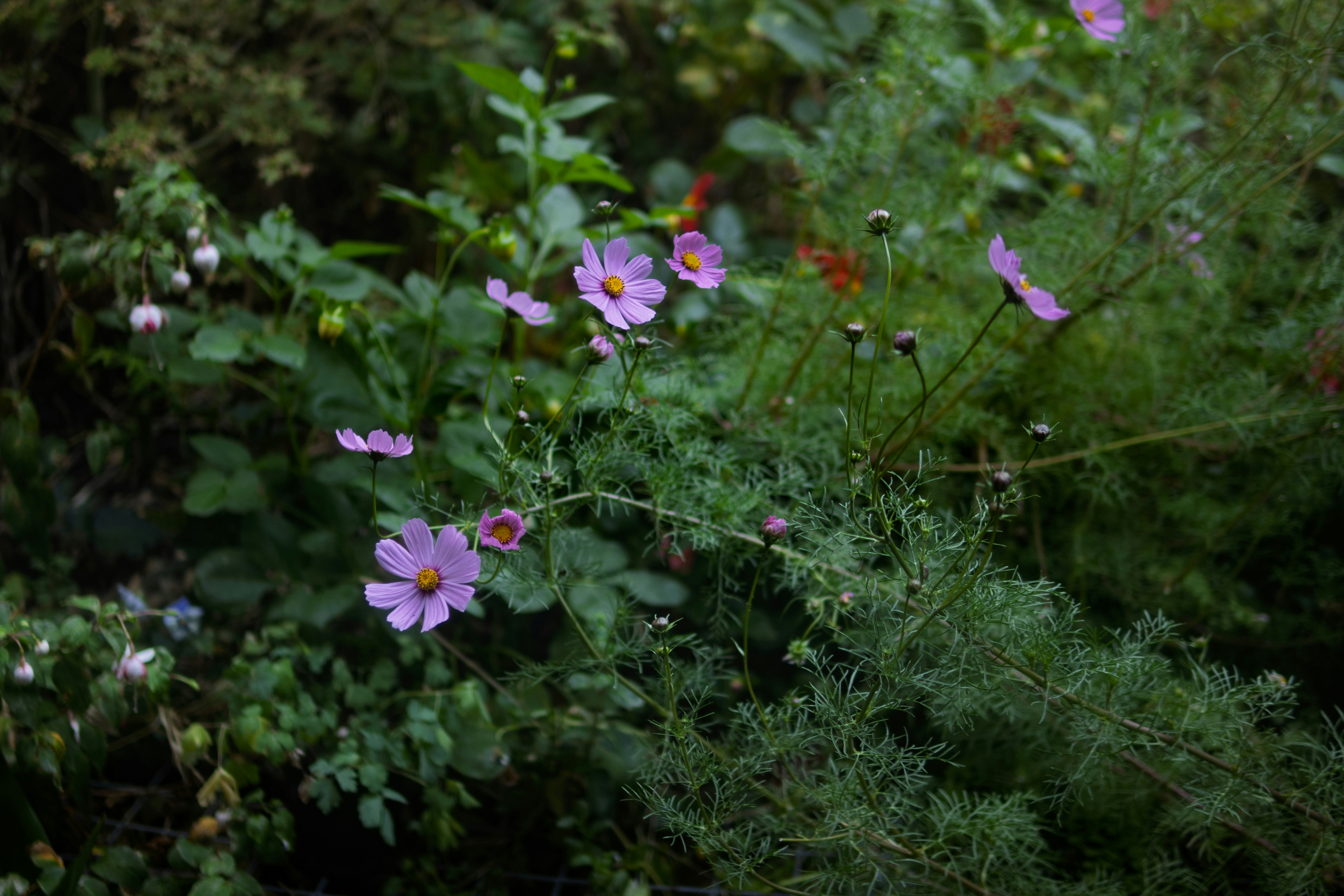 Lavender Bloom in a Quiet Garden Bed