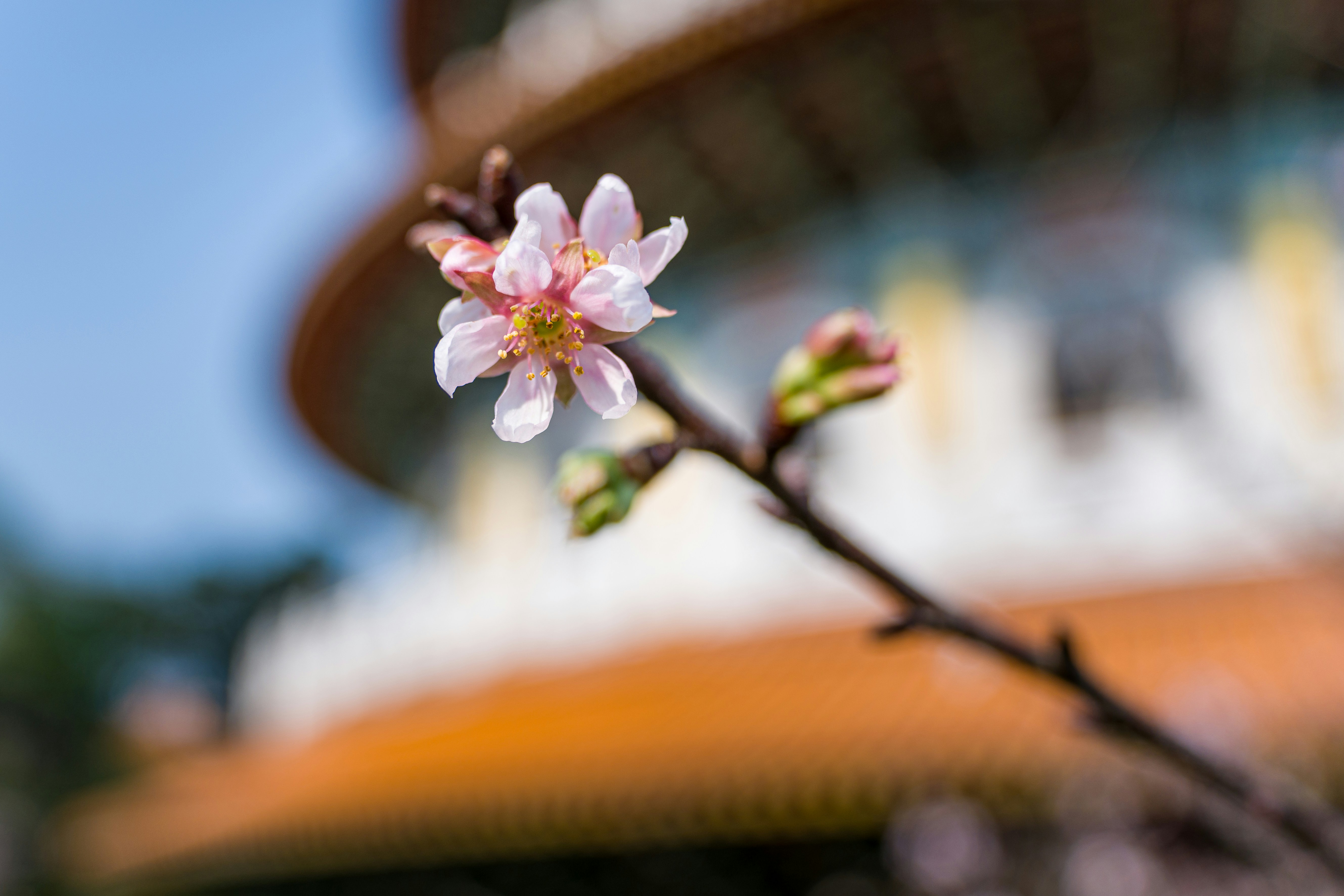 Blossom Focus Before a Shrouded Pagoda