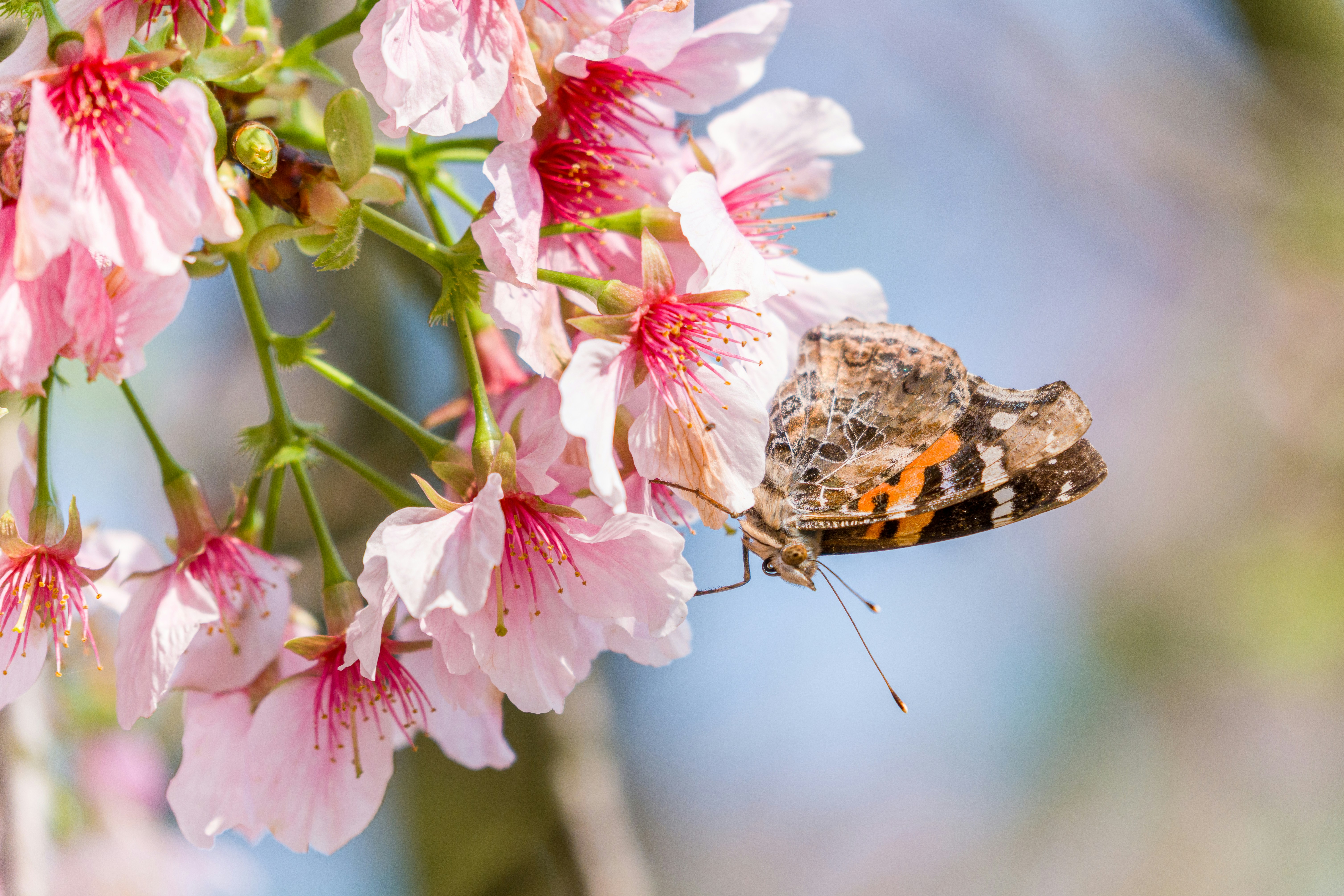 Marigold Bloom Rendezvous: A Painted Butterfly on Pink Petals