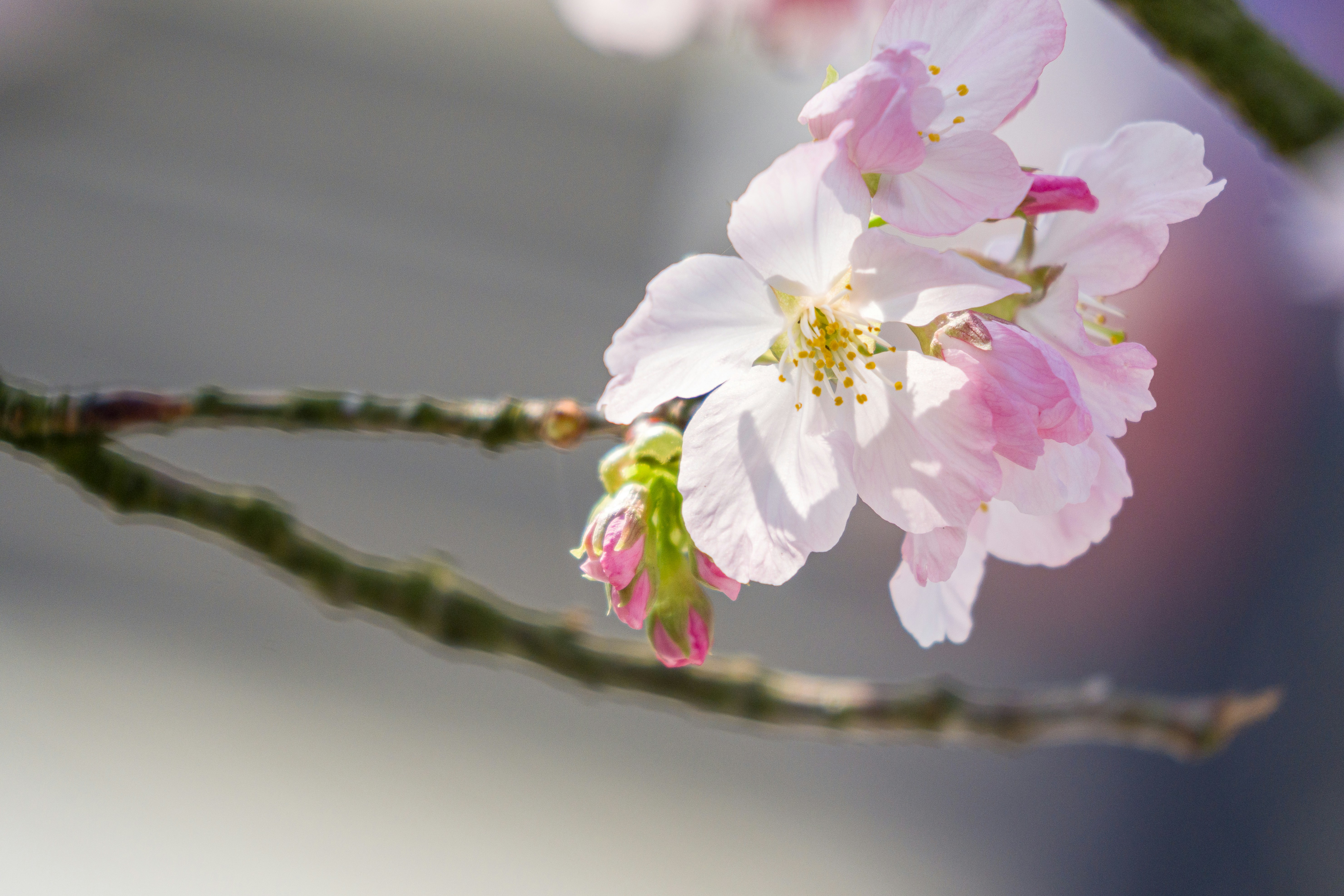 Blooming in Soft Light: Cherry Blossom with Delicate Petal Details