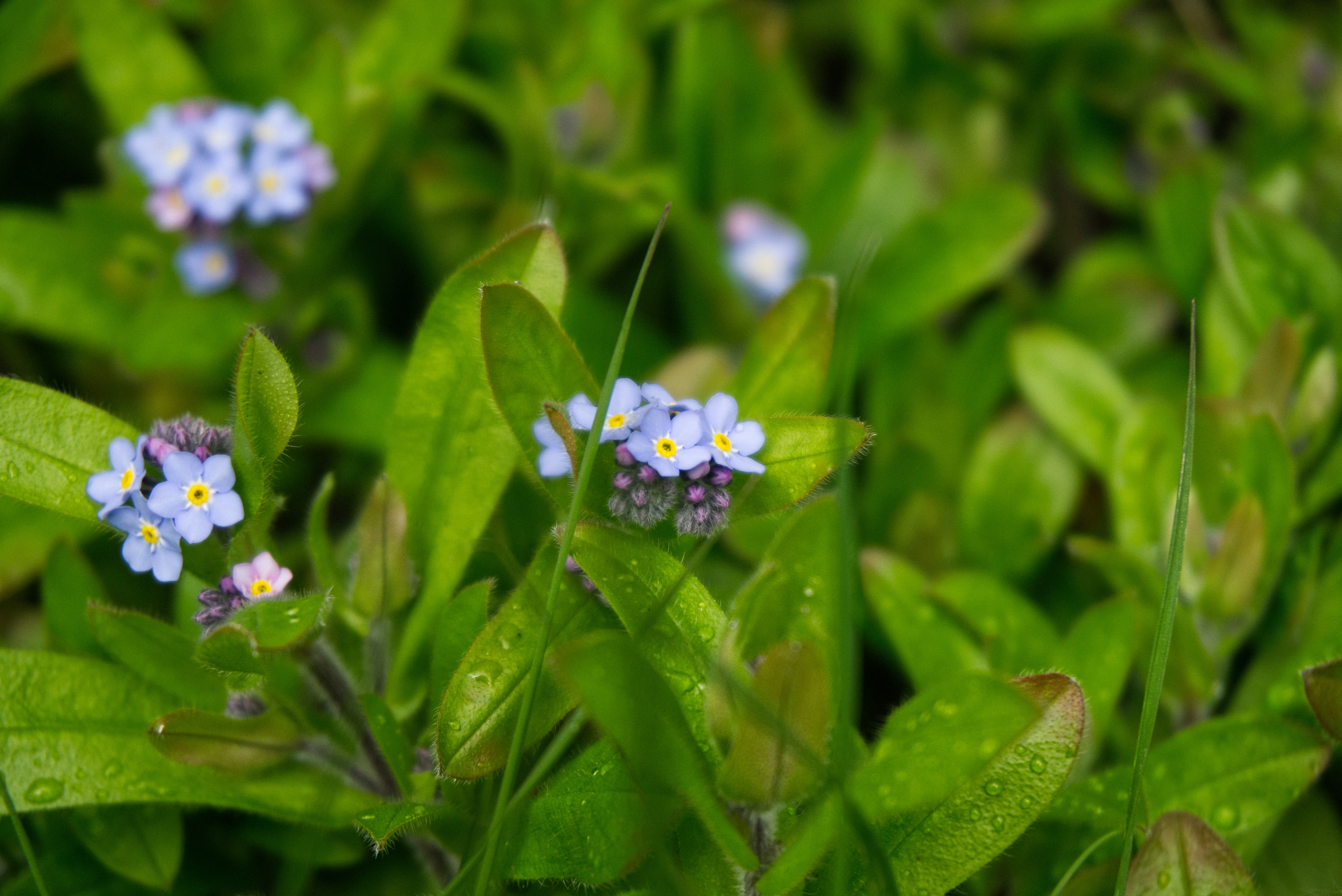 Blue forget-me-nots among glossy green leaves