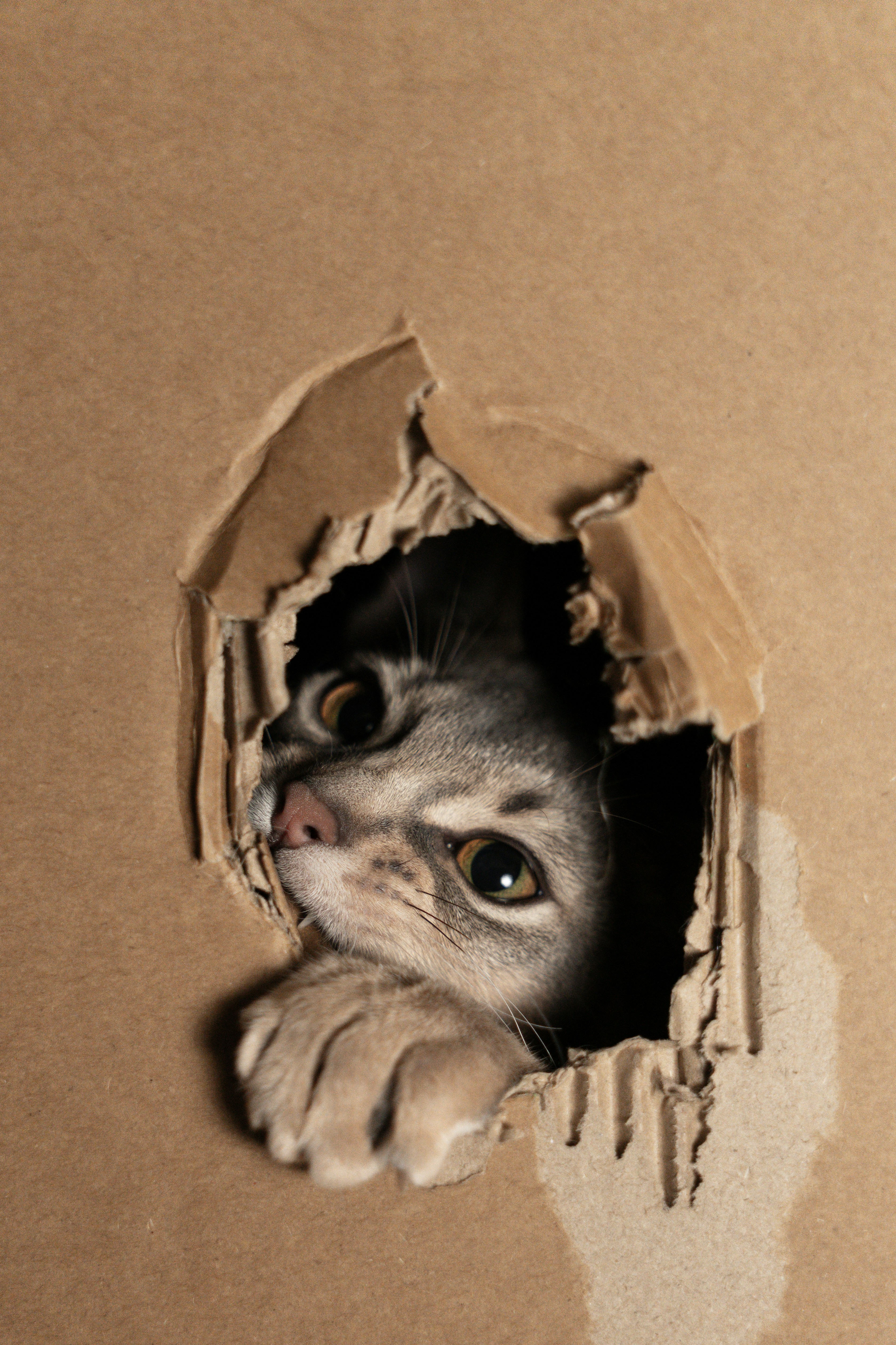Curious Kitten Peeking Through a Cardboard Hole