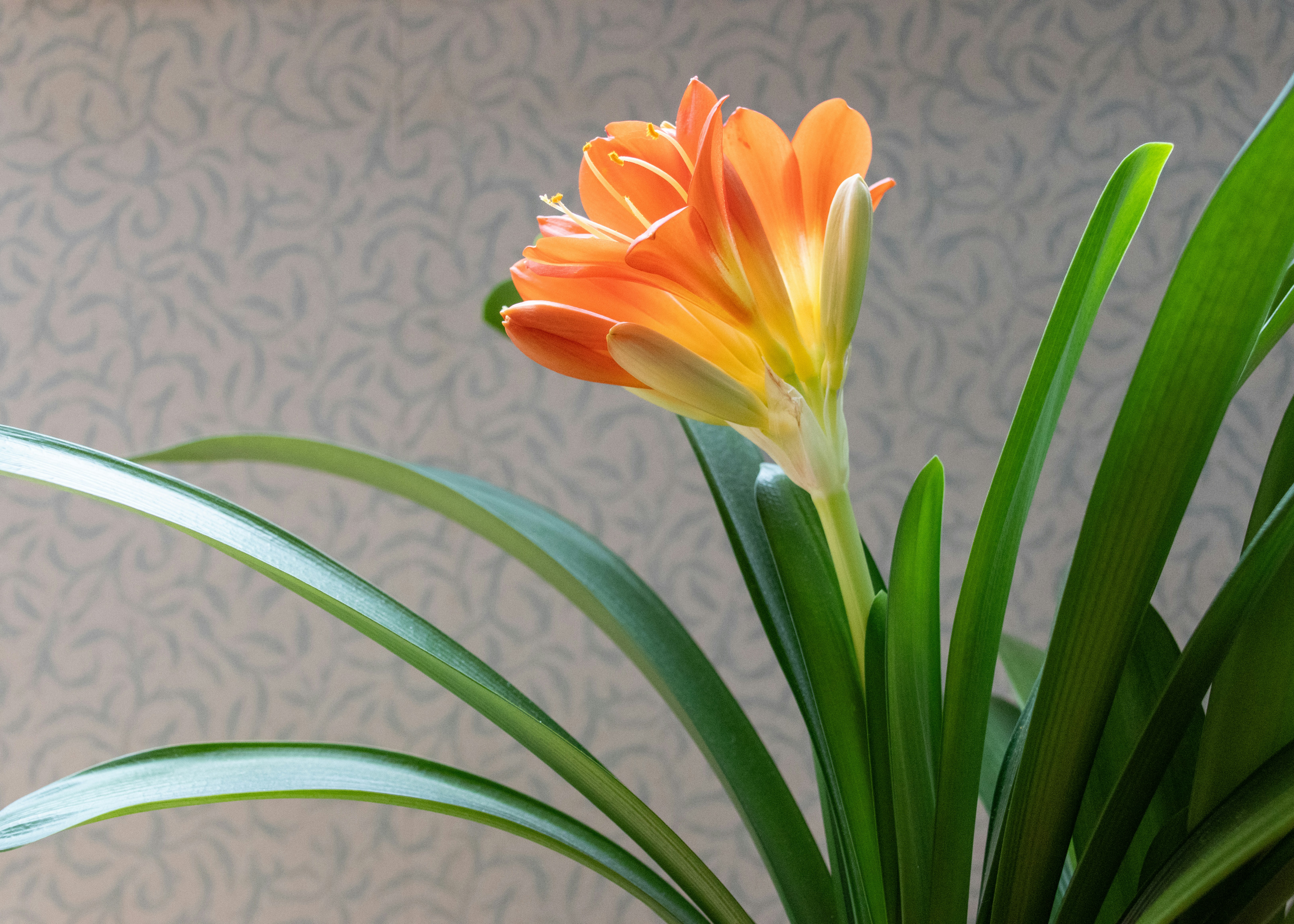 Orange Tulip Blossom Reaching Toward Light