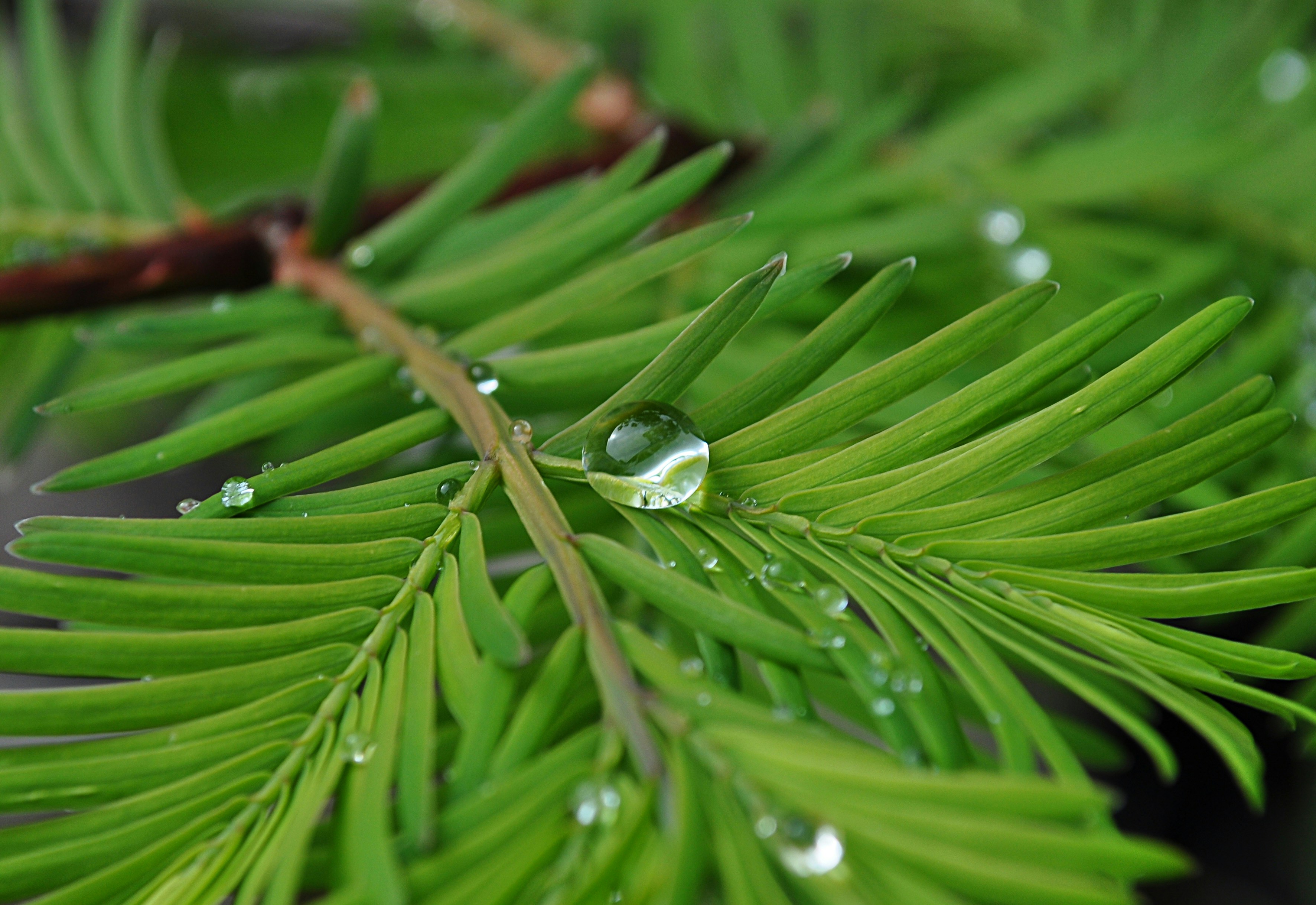 Dew-Kissed Pine Needles in Quiet Light