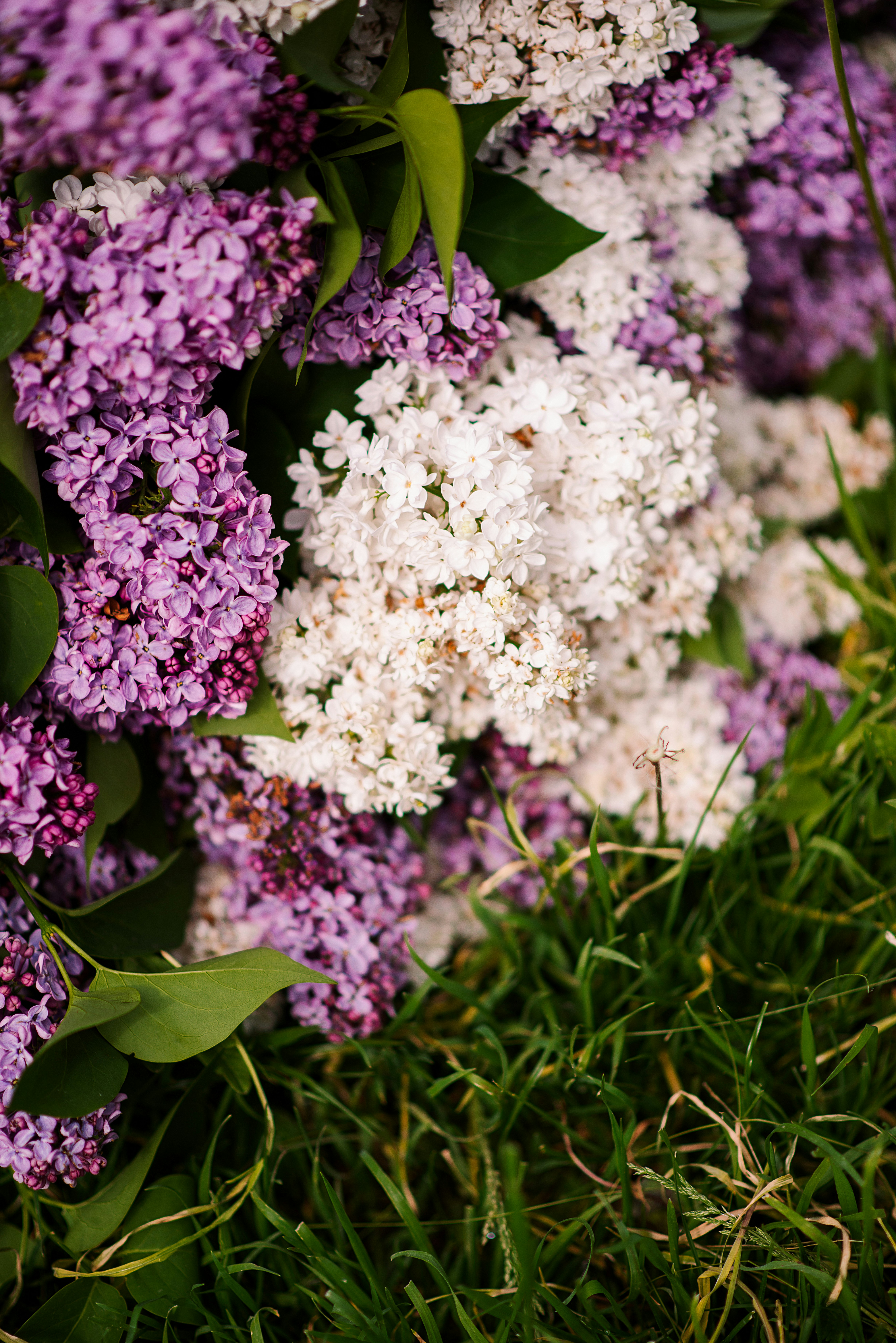 Lilac Bloom Cascade in Soft Evening Light