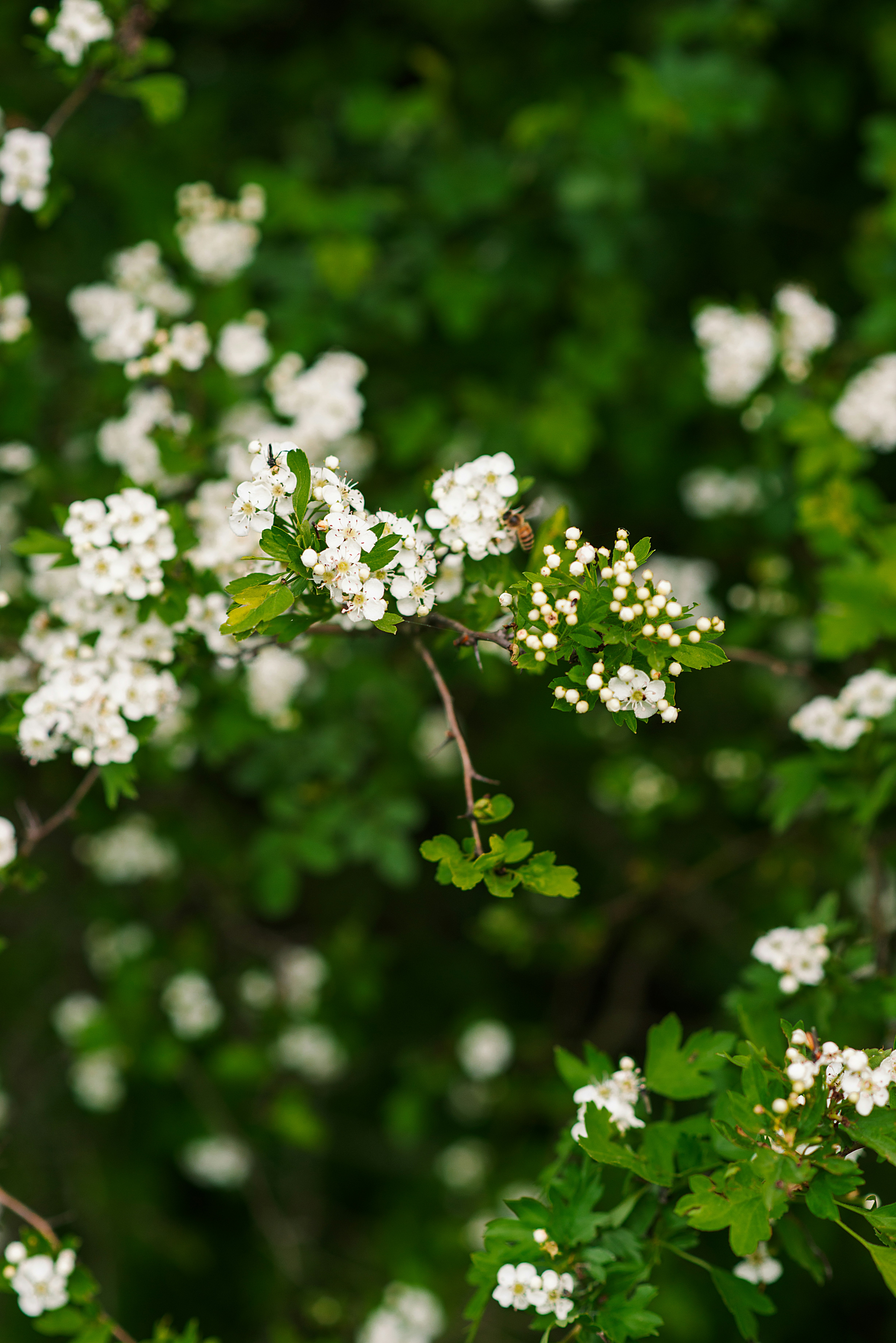 Blooming Branches in Soft Focus Garden