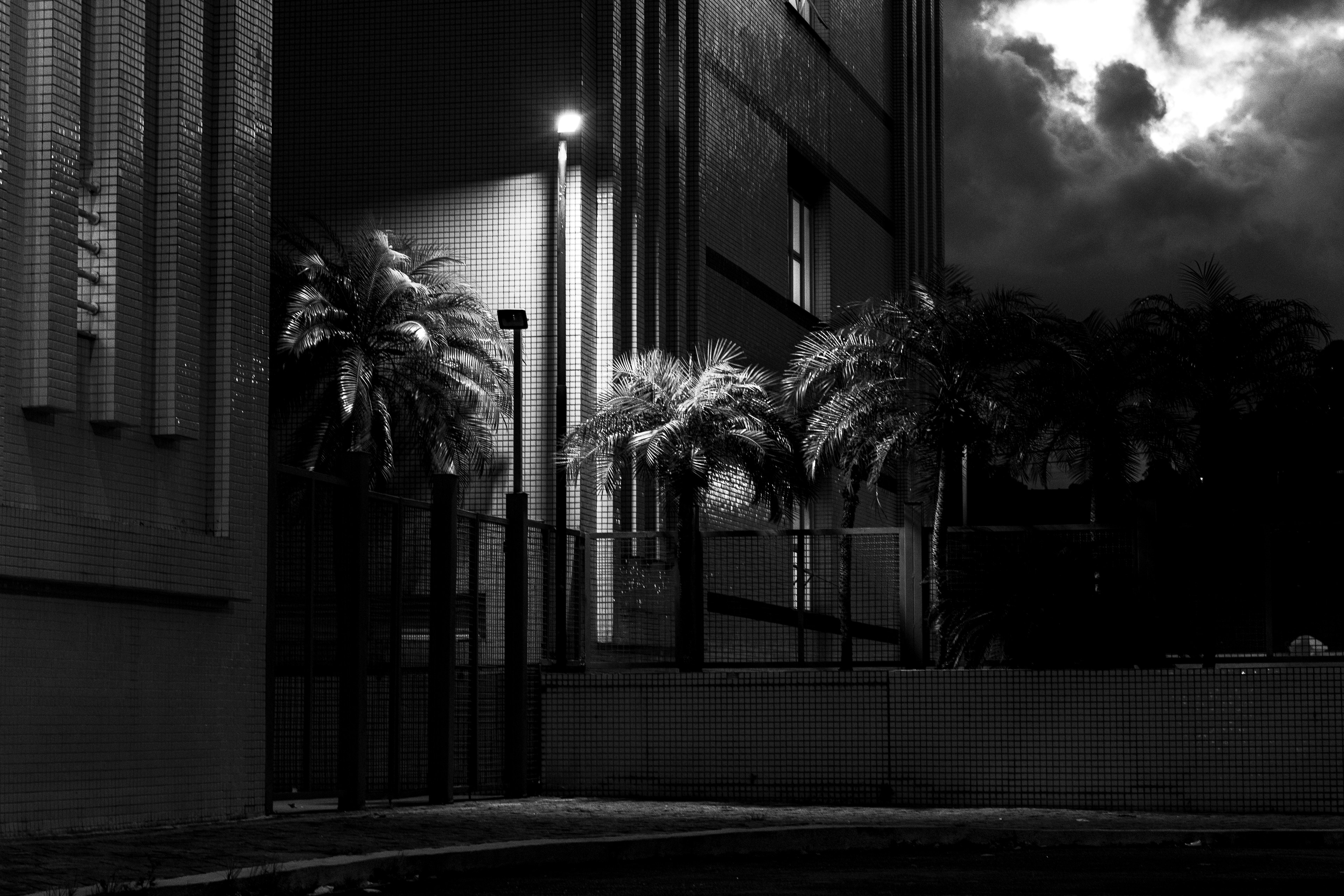 Night Sentinel: Palm Trees and Industrial Facade under Streetlight