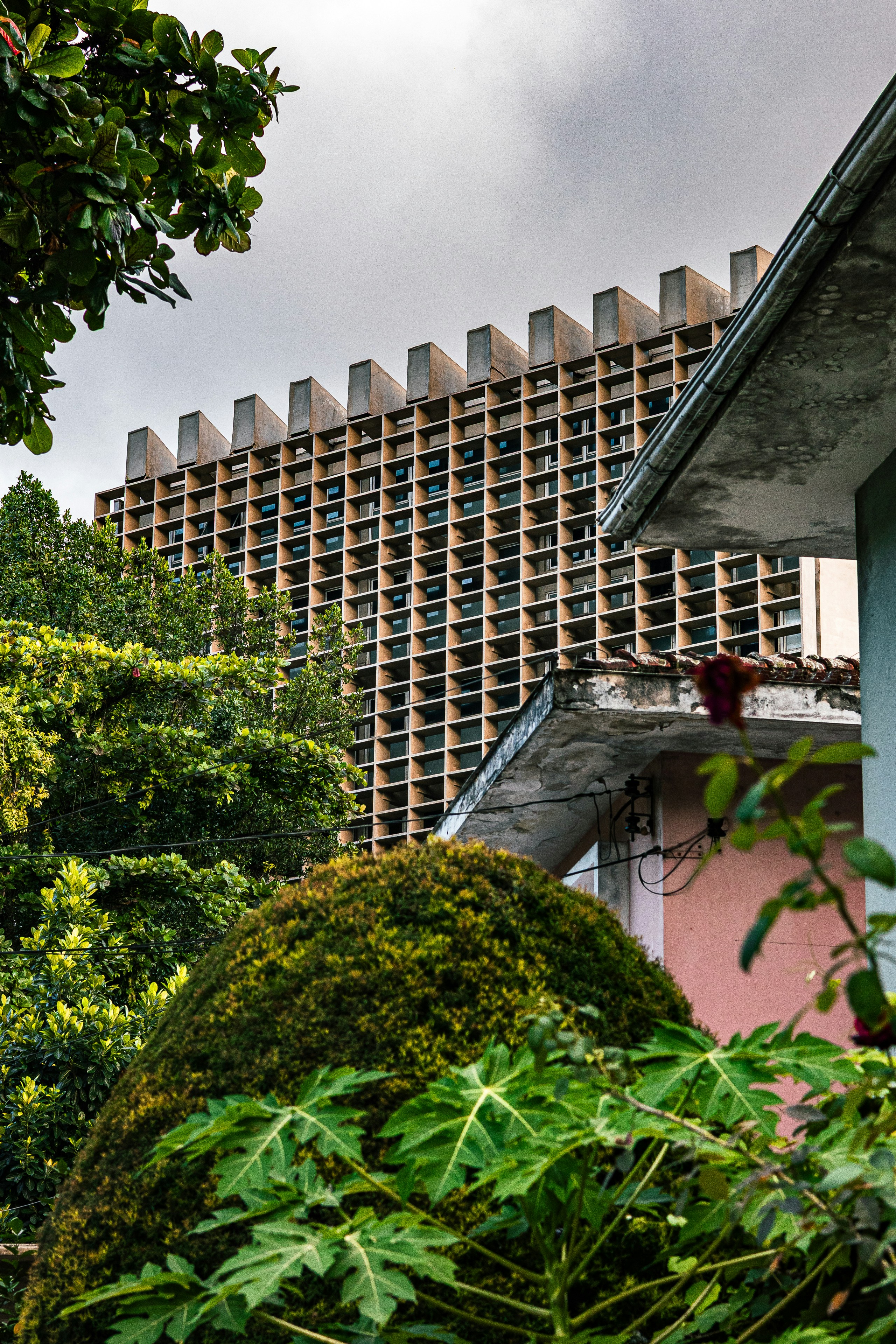 Concrete Grid Meets Green Canopy