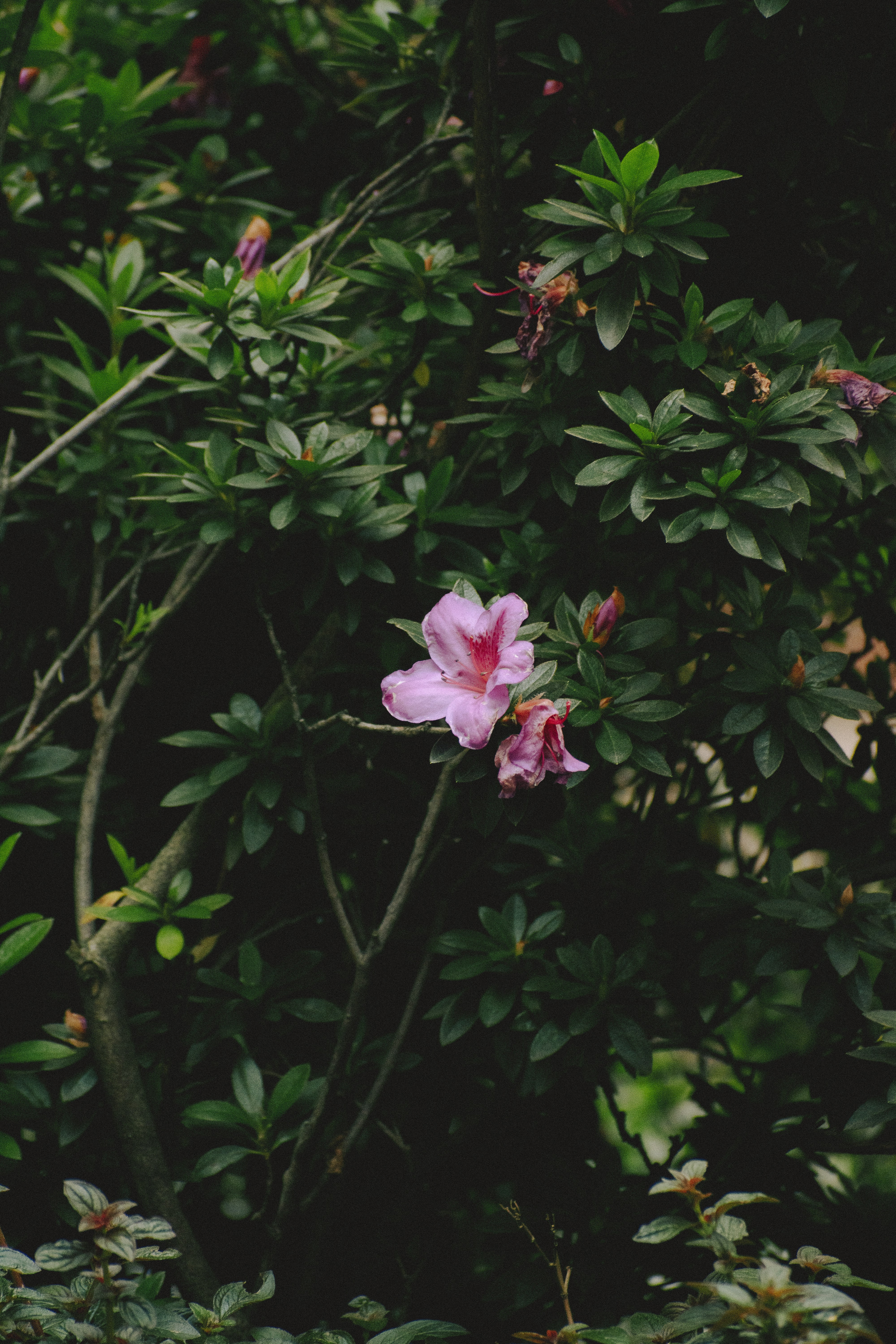 Pink bloom amid dark green canopy