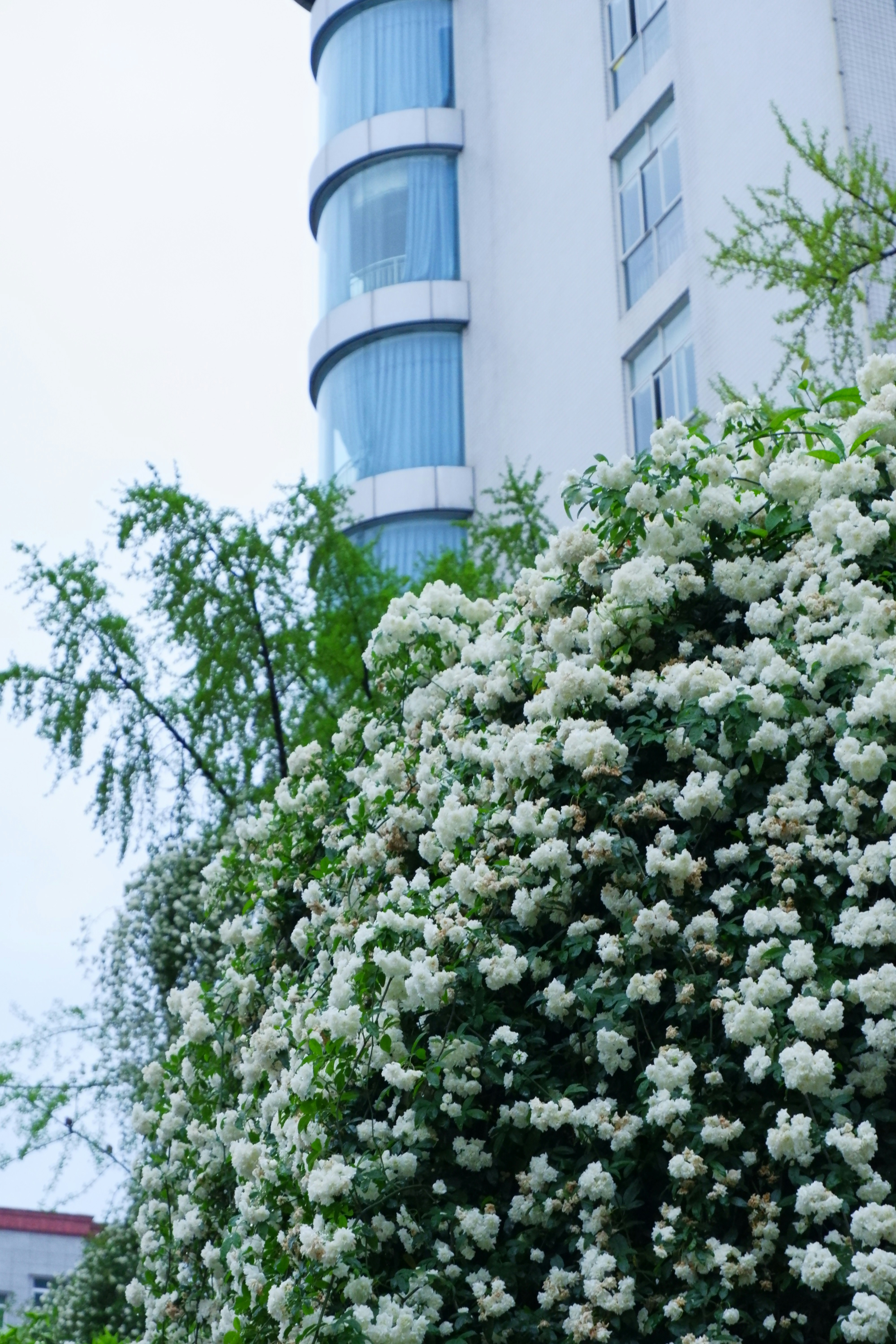 White flowering hedge against modern glass tower