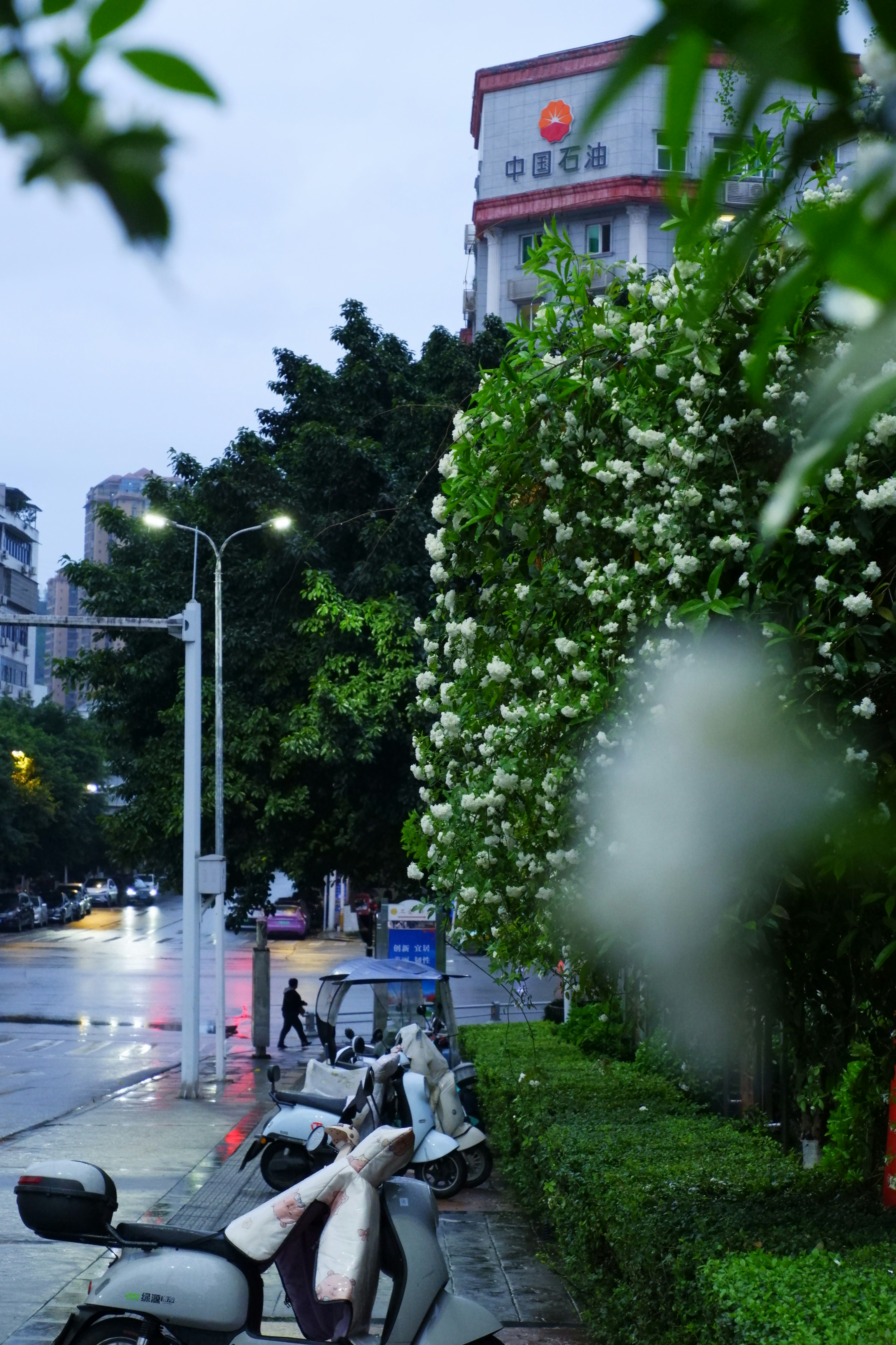 Urban Street Echoes: A Rainy Evening Beneath Blooming Canopies