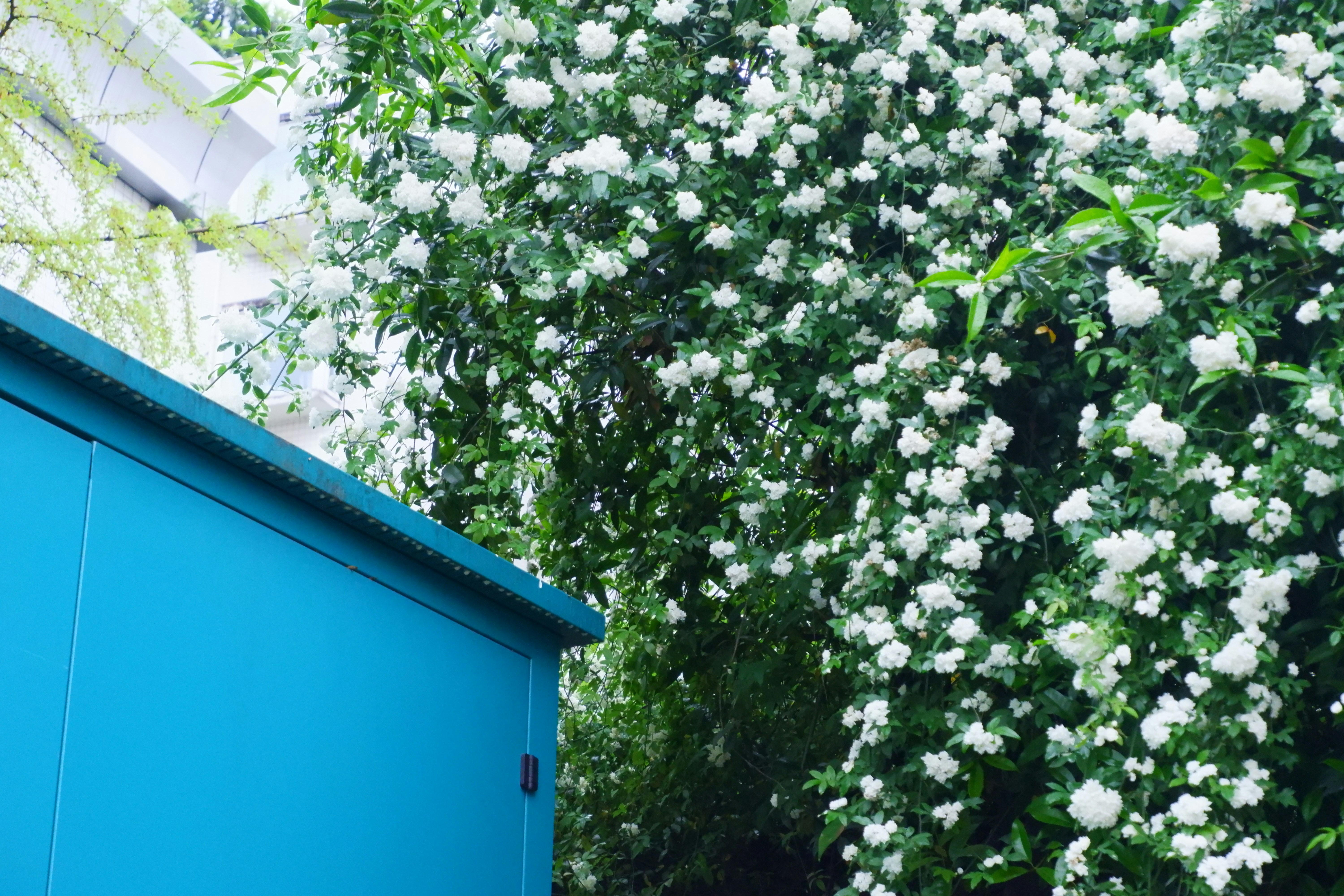 Azure Utility Box Framed by Blooming Grace