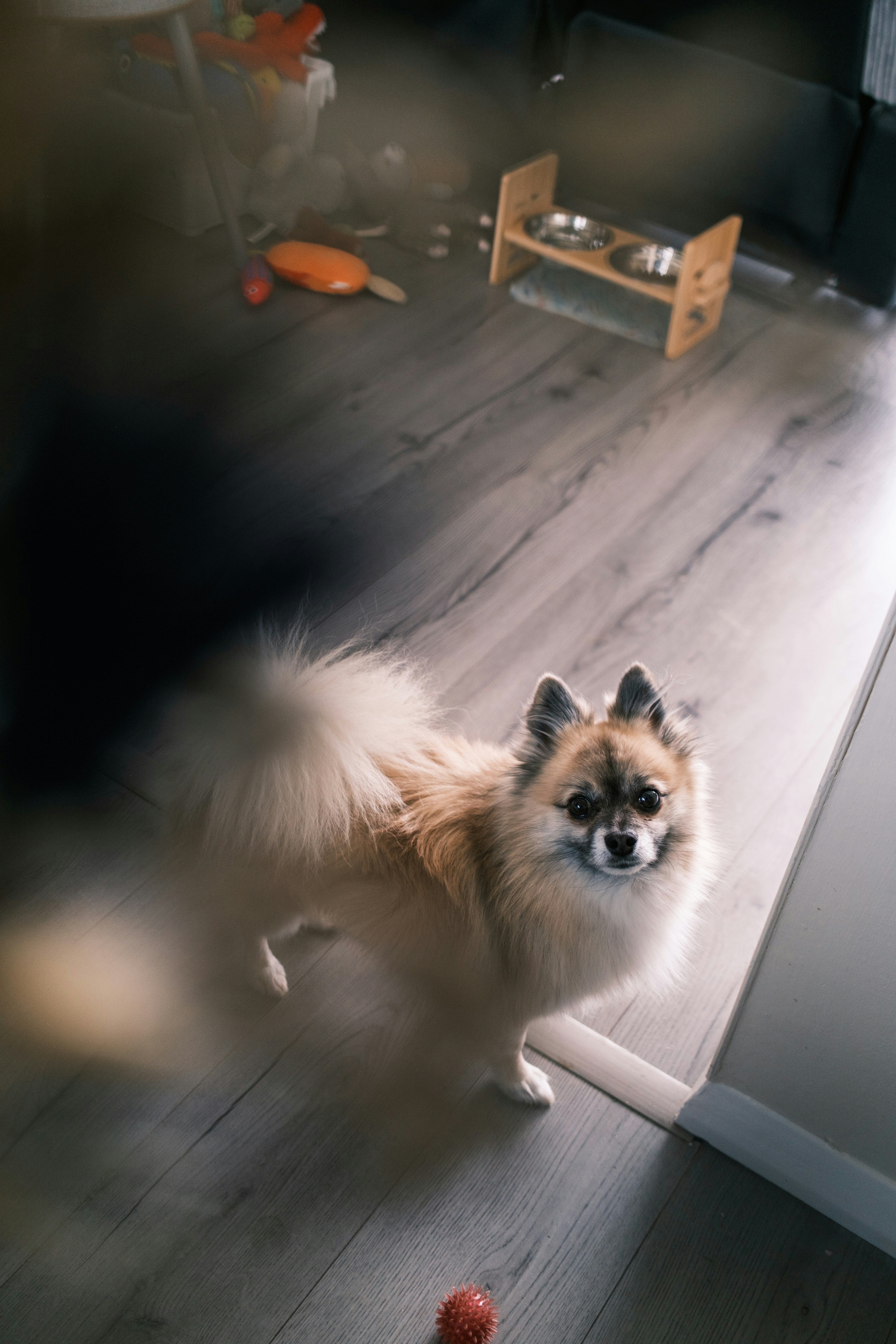 A Curious Pom in a Cozy Habitat: Watchful Eyes by the Feeding Corner