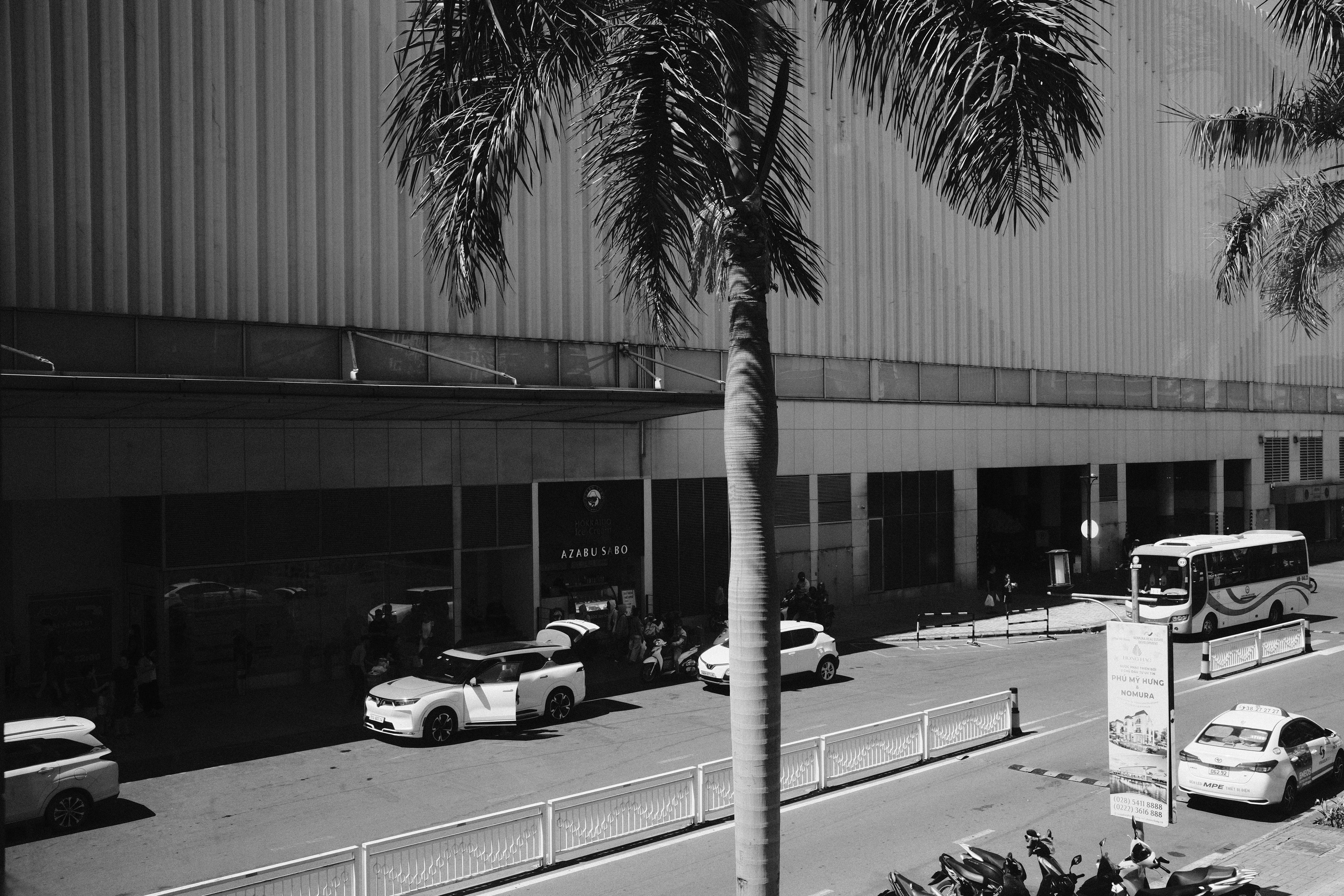 Palm Trunk Framing the Street: Monolithic Modernity in Monochrome