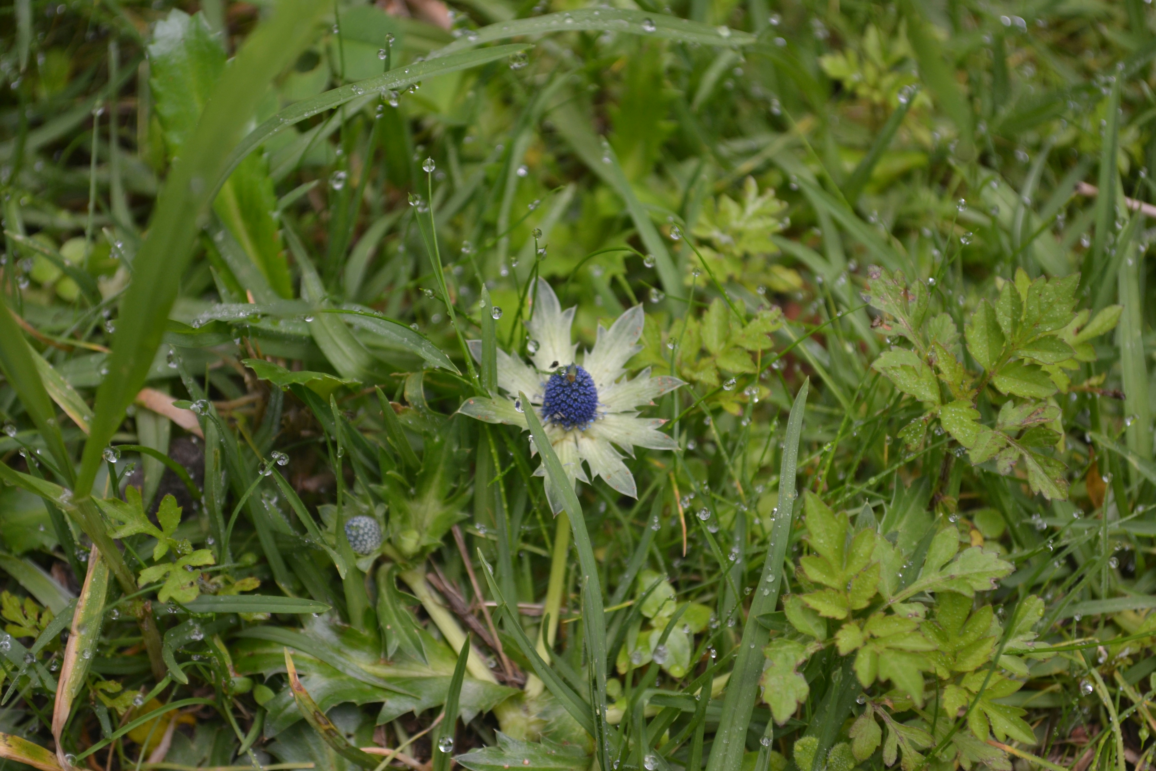 White flower with blue center peeks through a carpet of green