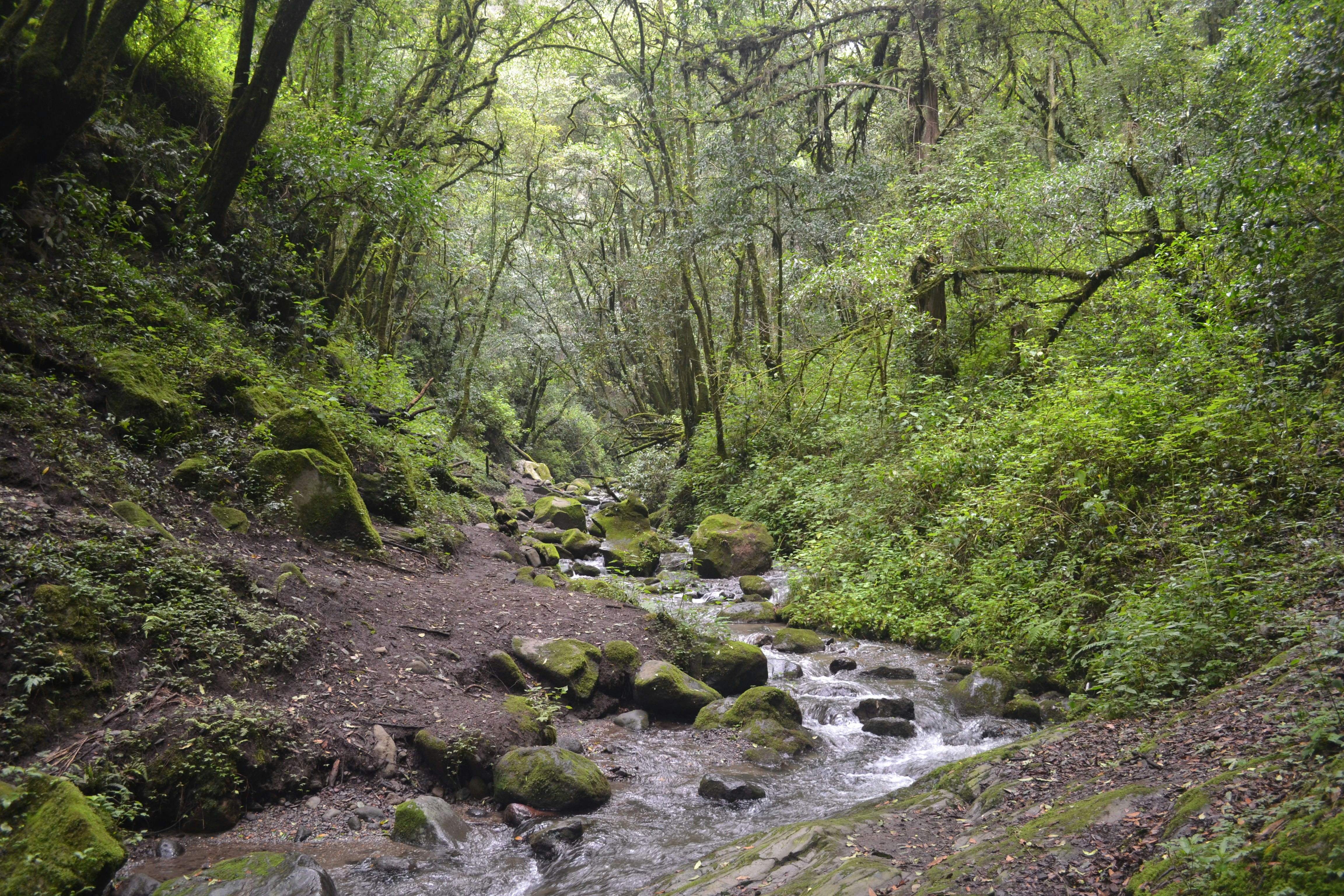 Forest Creek Descent: Mossy Stones and Dappled Light