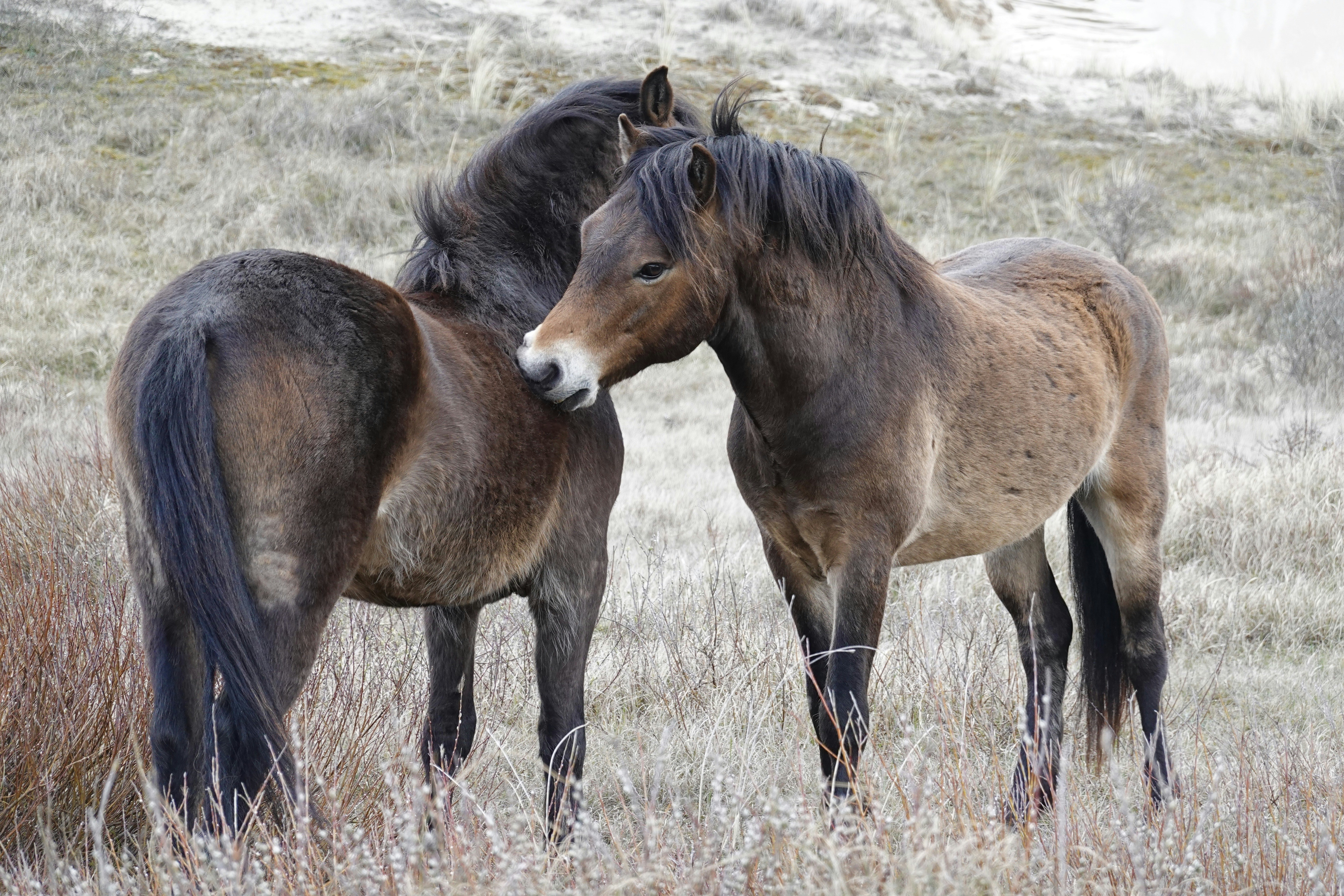 Two Equine Neighbors Share a Quiet Moment in Dry Field