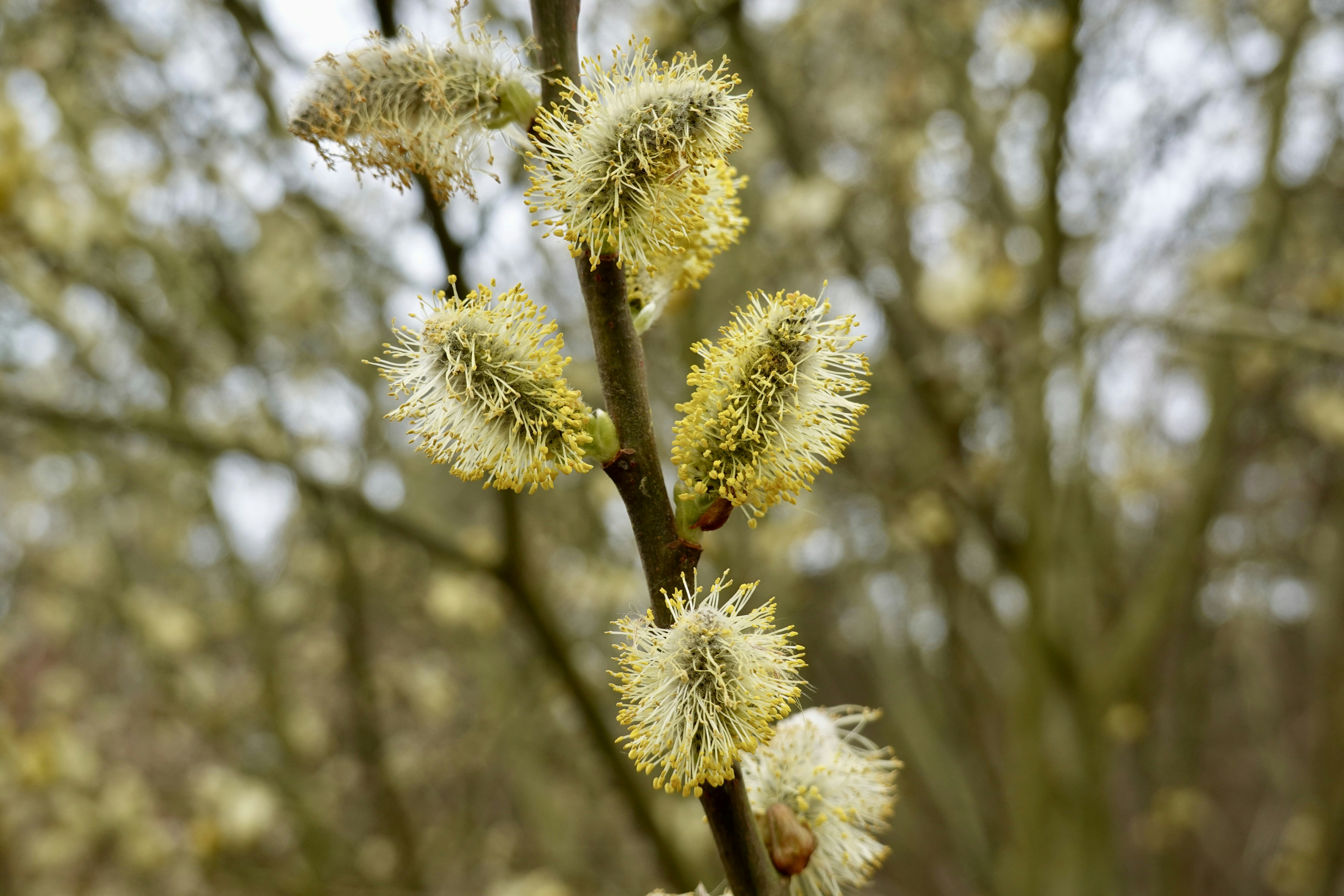 Catkins on a Spring Spline