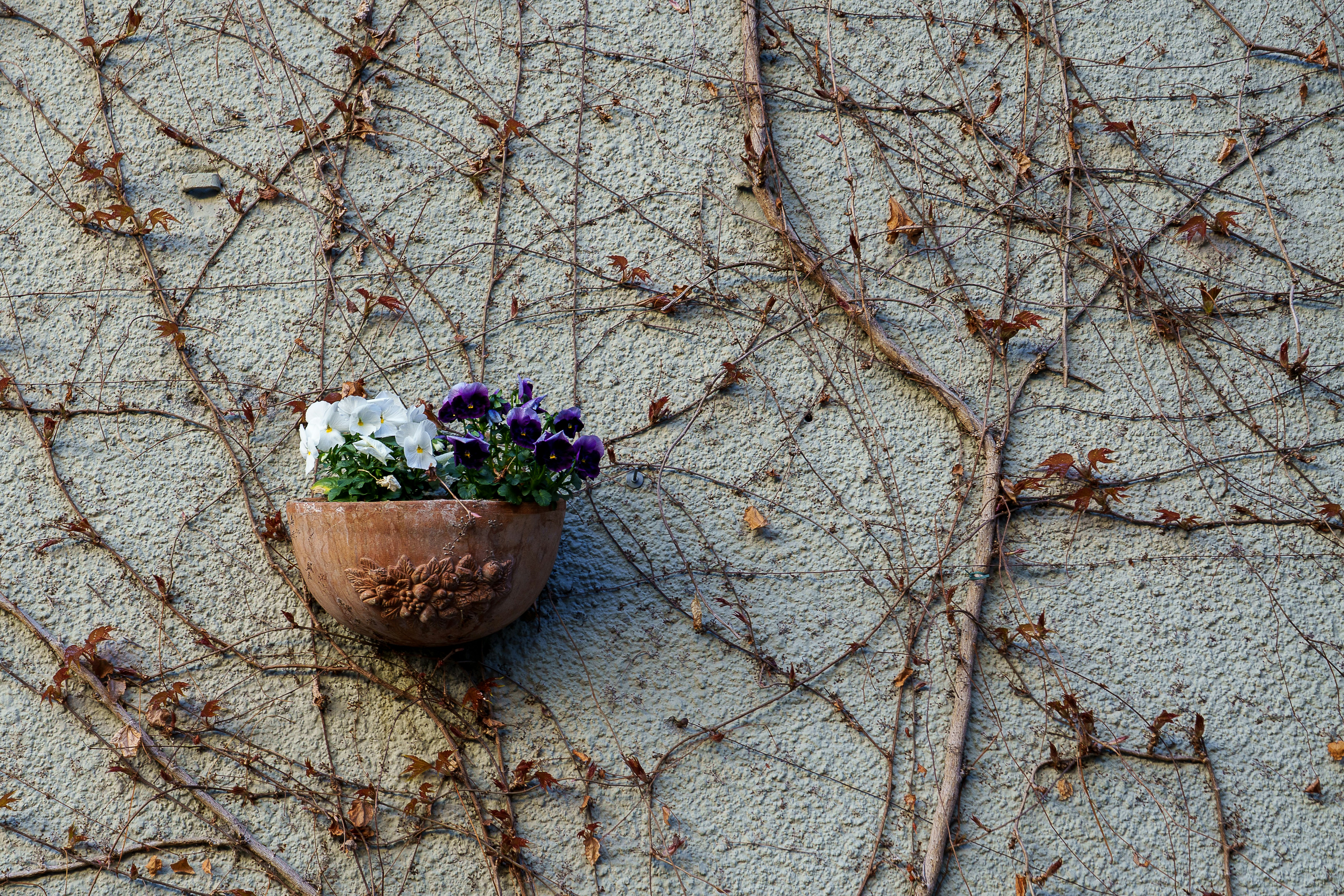 Terracotta Pot Adorned with Flowers Clinging to a Vine-Covered Wall