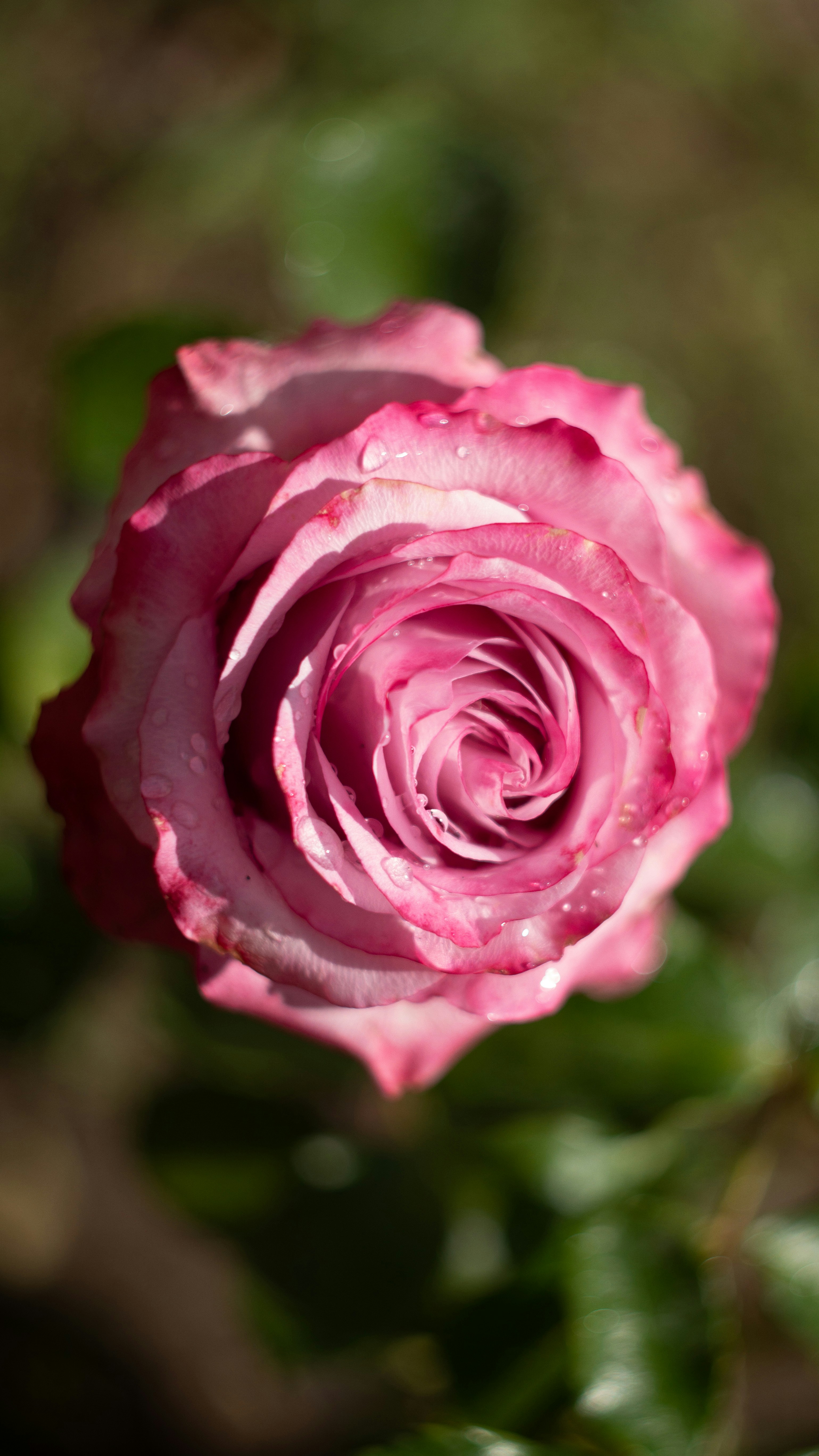 Blush Spiral: a pink rose in sharp focus against softly blurred greens