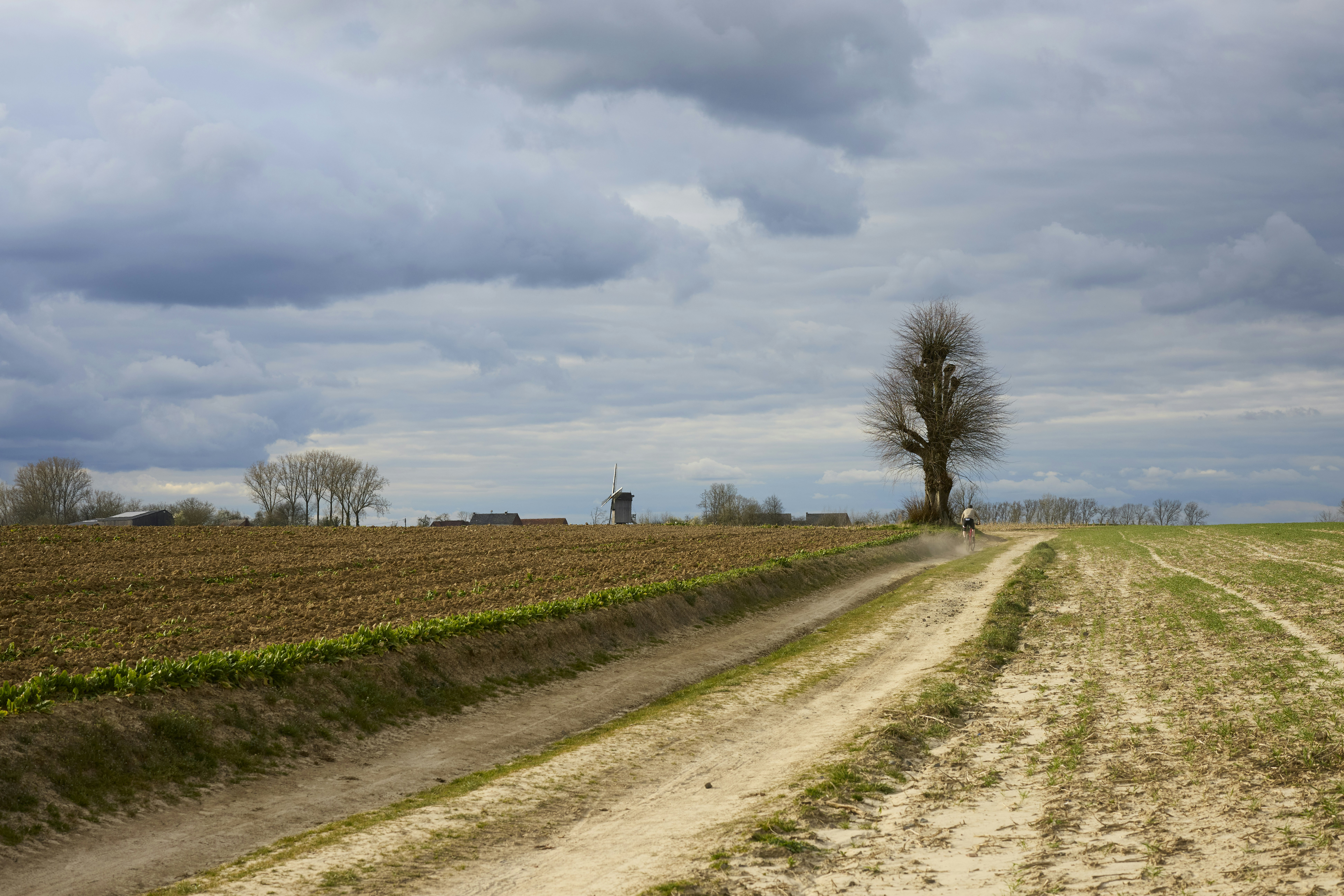 Lonely Tree at the Distant Crossroad