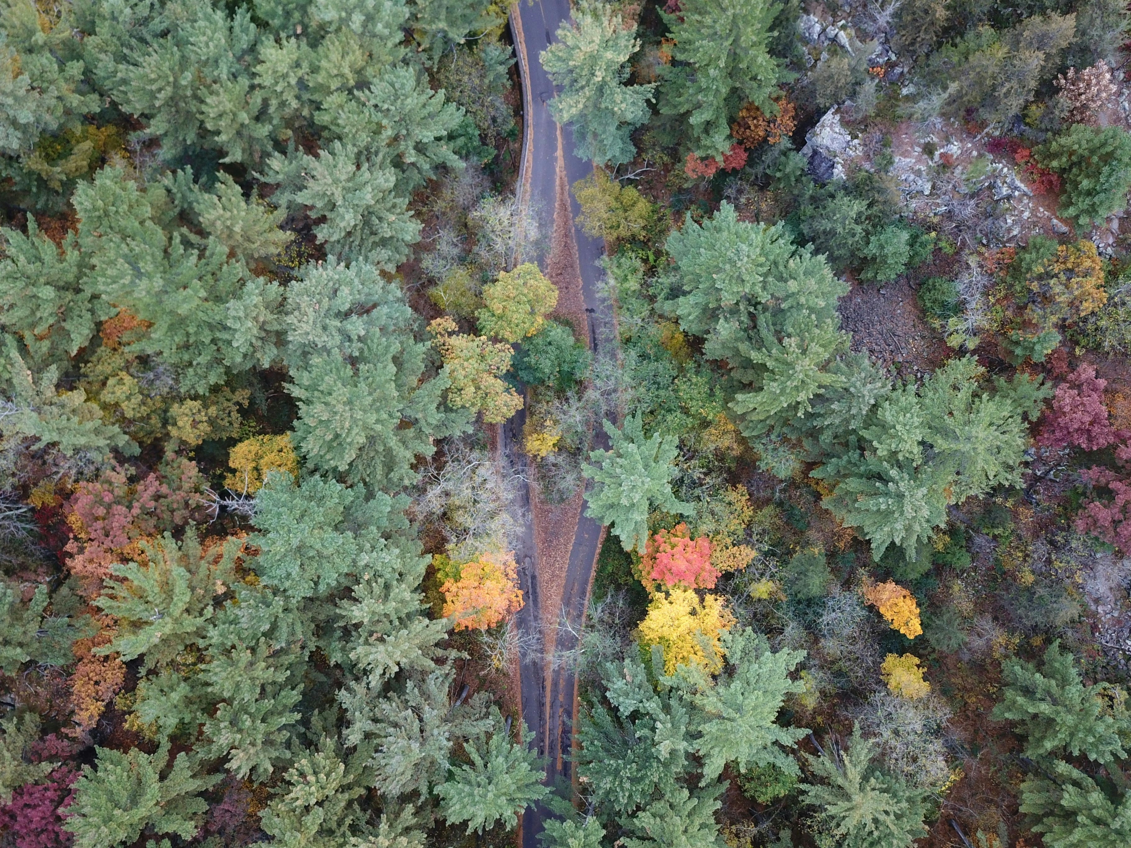 Autumn Ribbon: A Winding Forest Road Through a Colorful Canopy