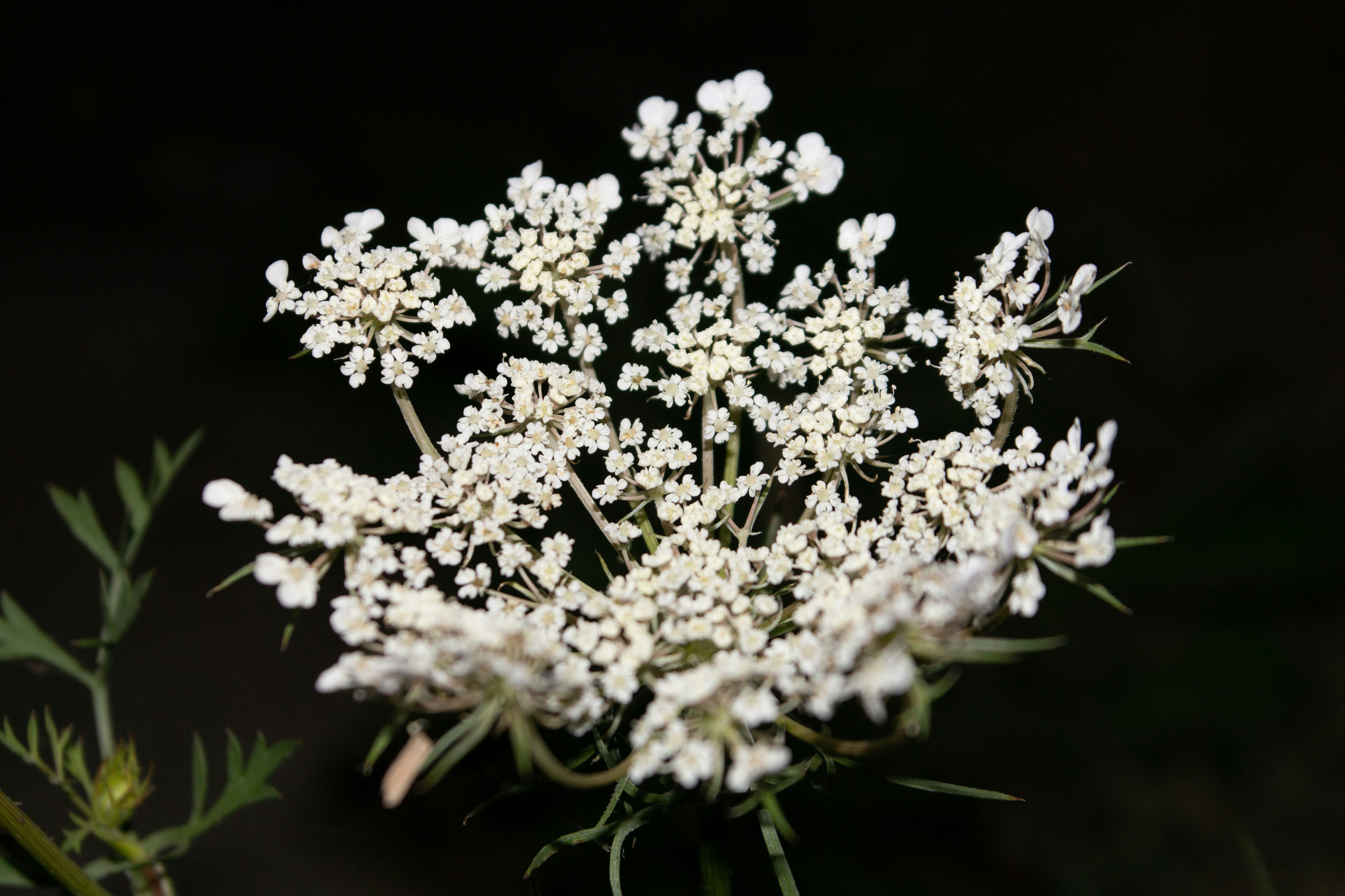 White Queen of the Meadows: Delicate Umbel in Focus