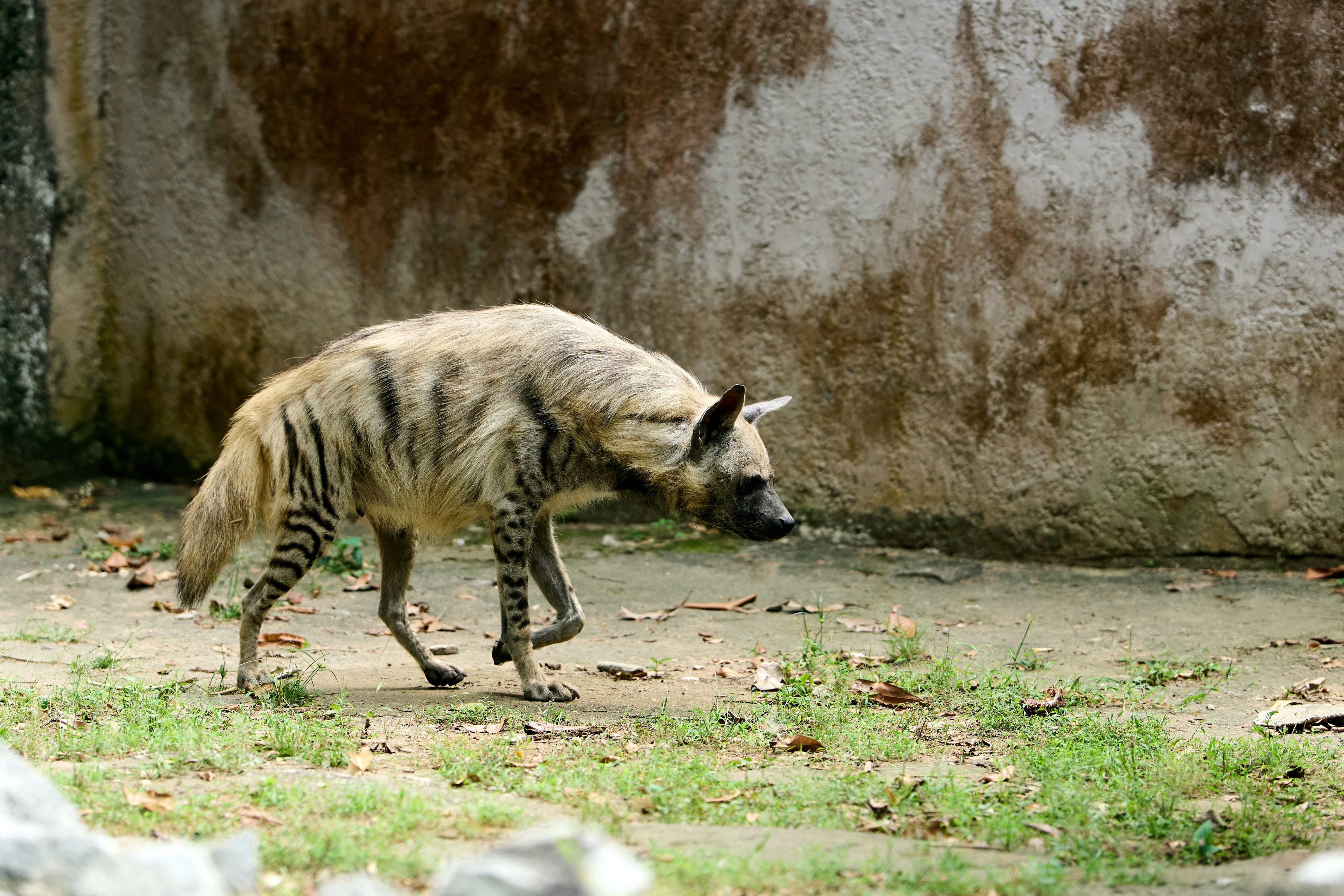 Low-Frame Stride: A lone spotted hyena on a sunlit path