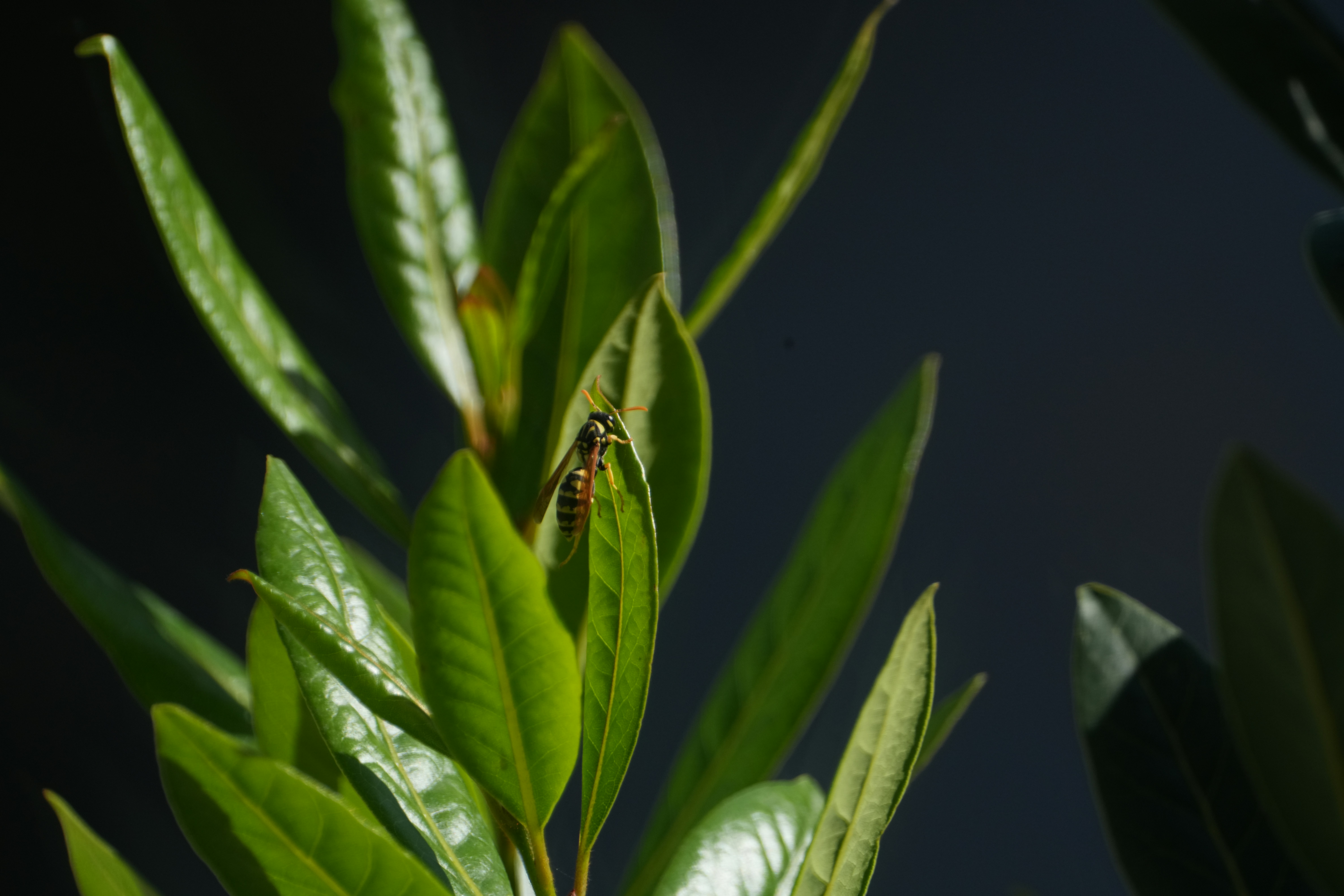 A Hovering Insect Among Glossy Green Leaves
