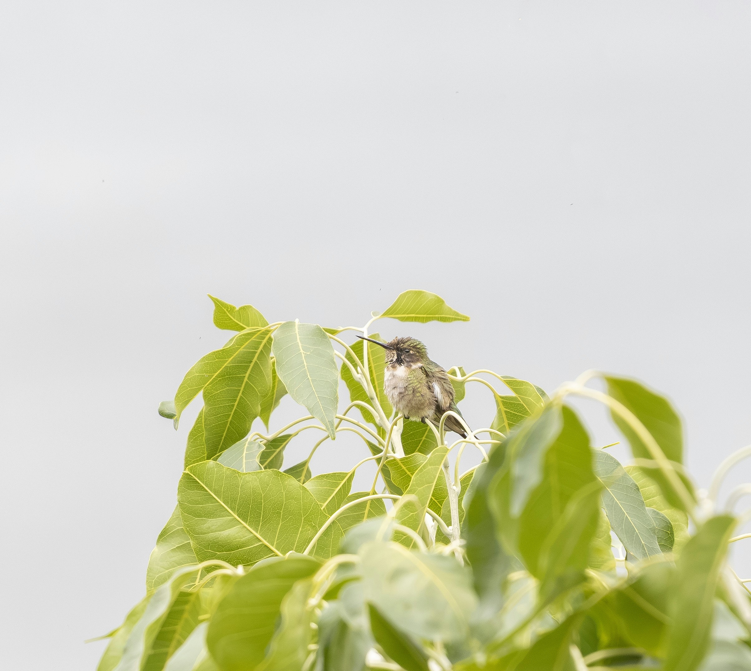 Tiny Songbird Among Fresh Green Canopy