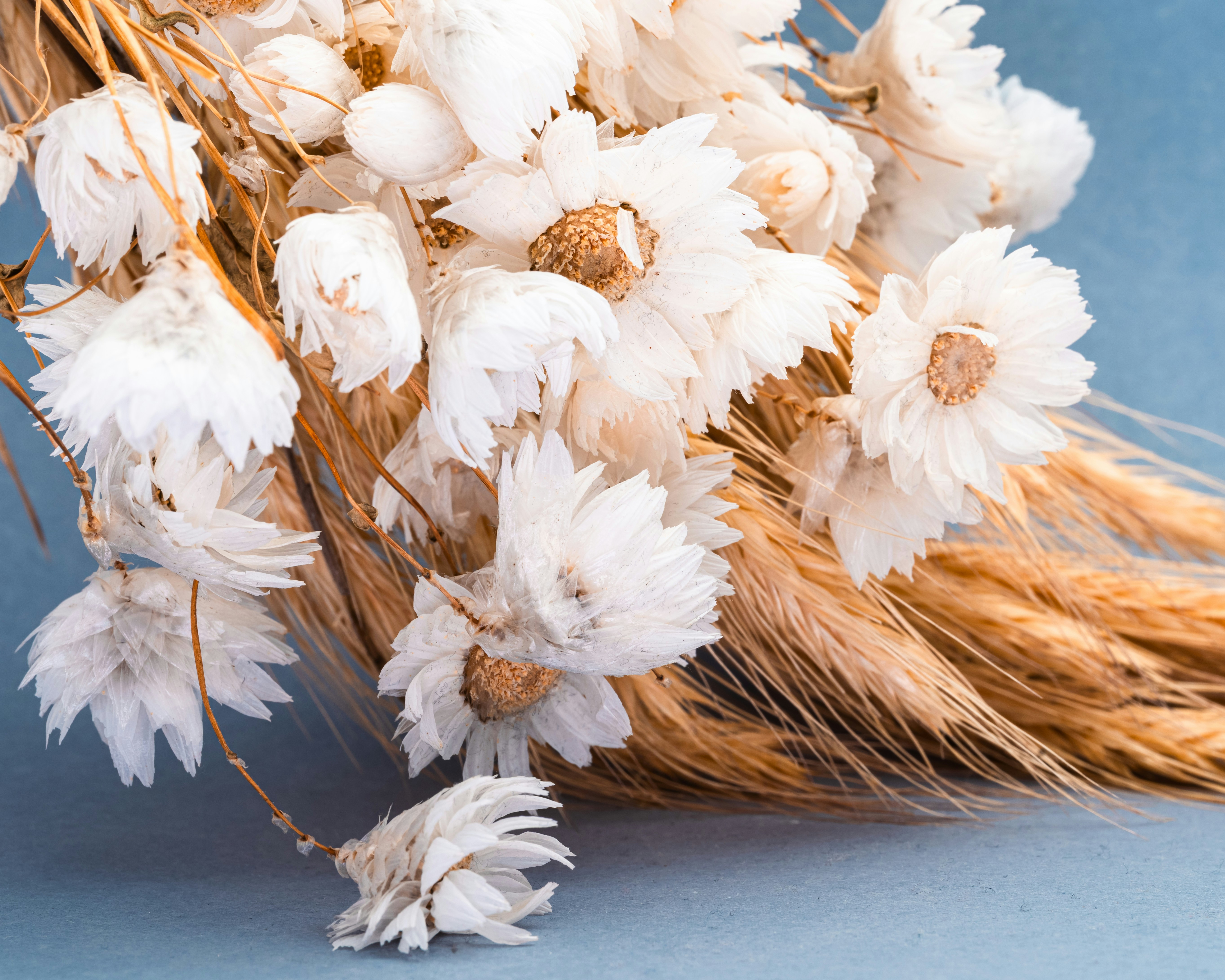 Dusty White Blooms on a Soft Blue Stage
