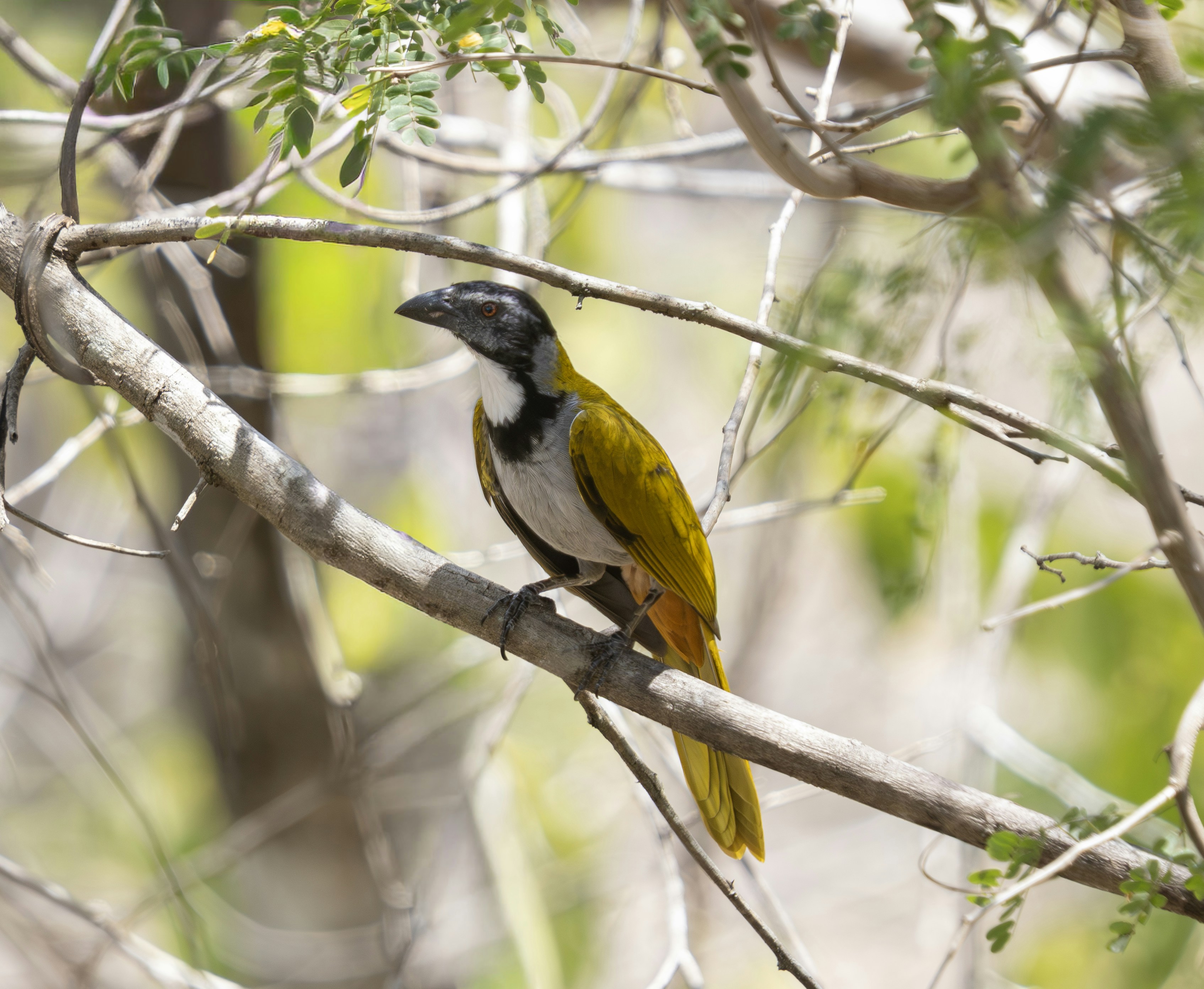 Gold-backed Kingfisher on a Sunlit Branch