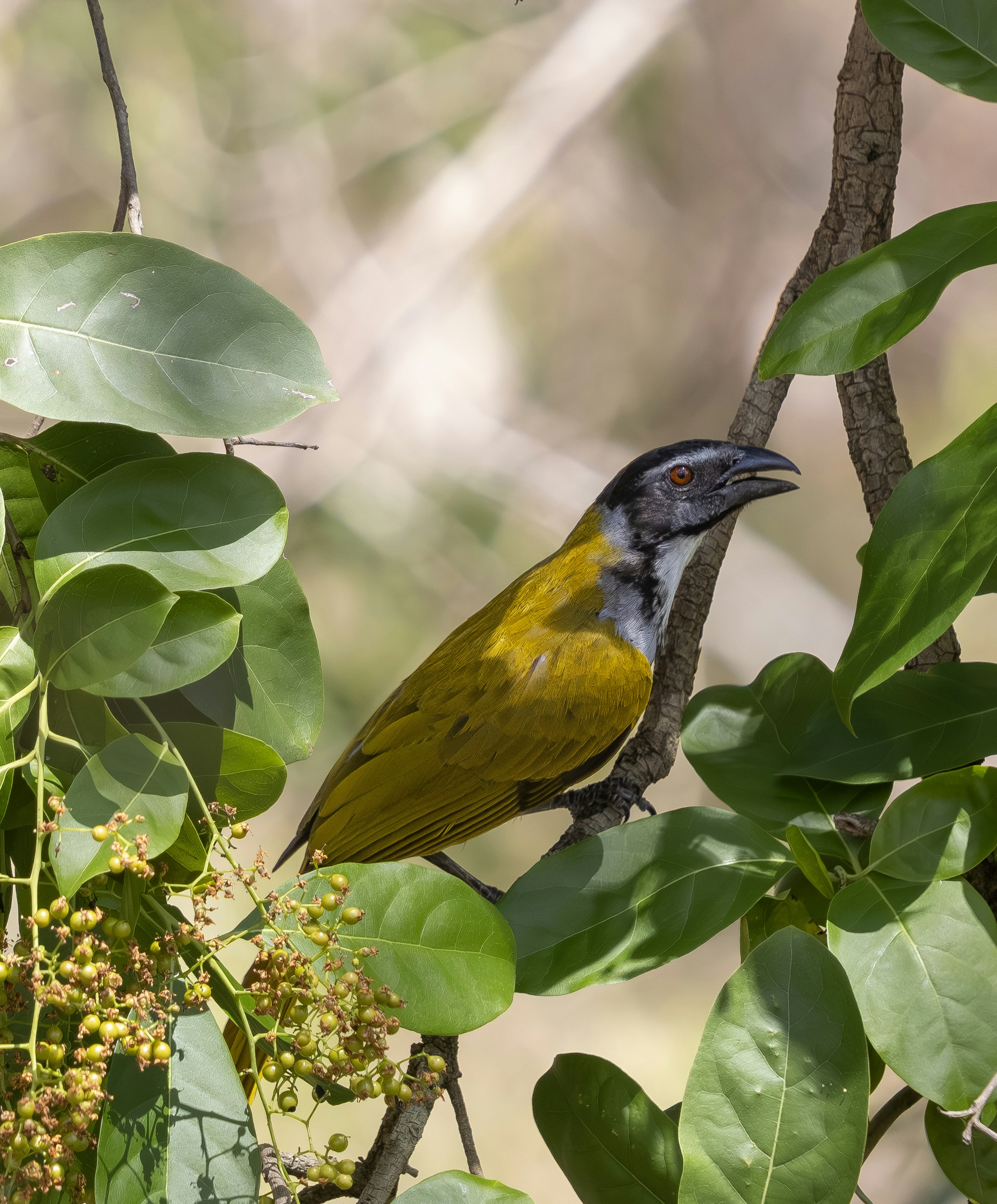 Golden-shouldered Warbler Amid Green Canopy