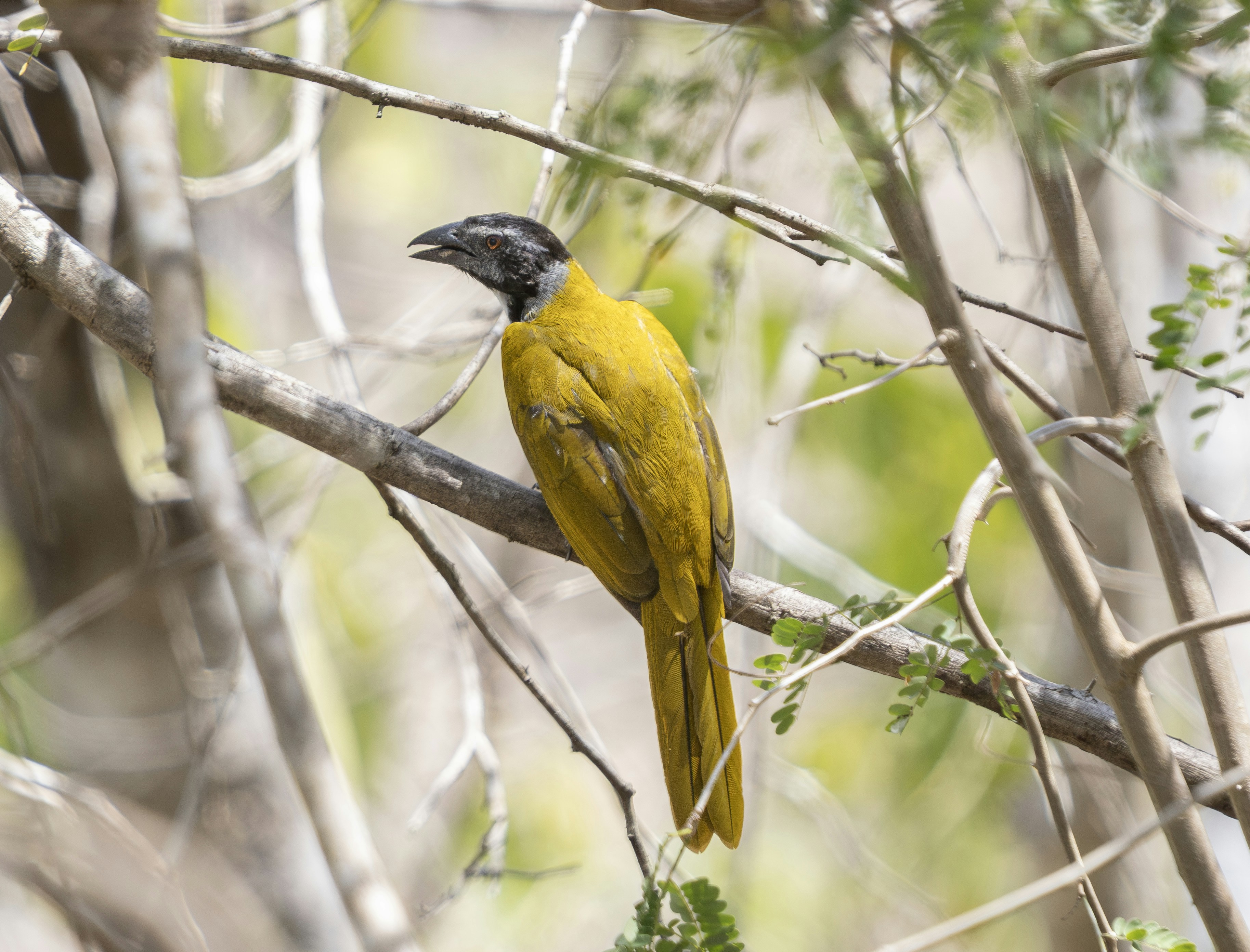 Golden Crowned Warbler Perched Amid Branches