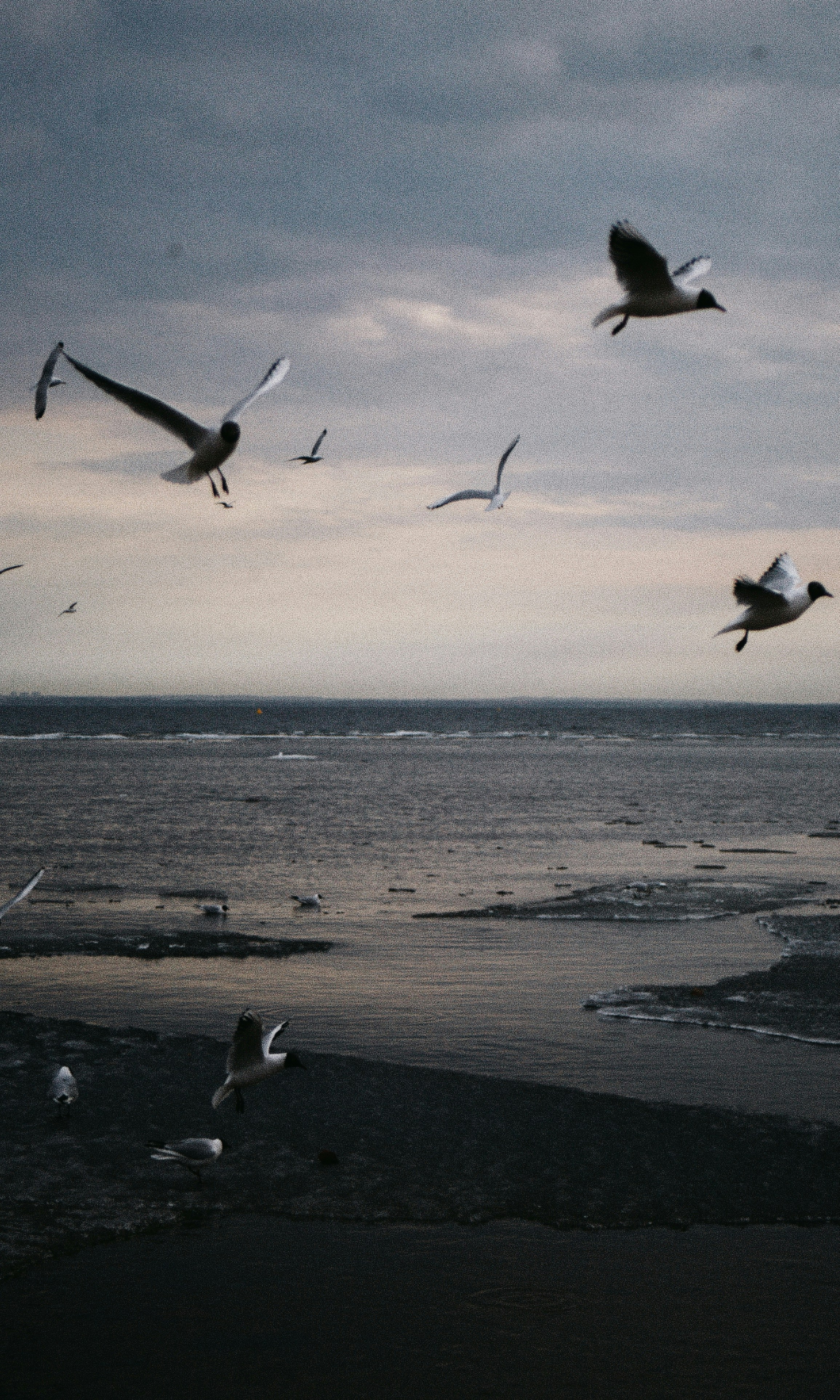 Seabirds in Flight Over A Grayed Shoreline at Dusk