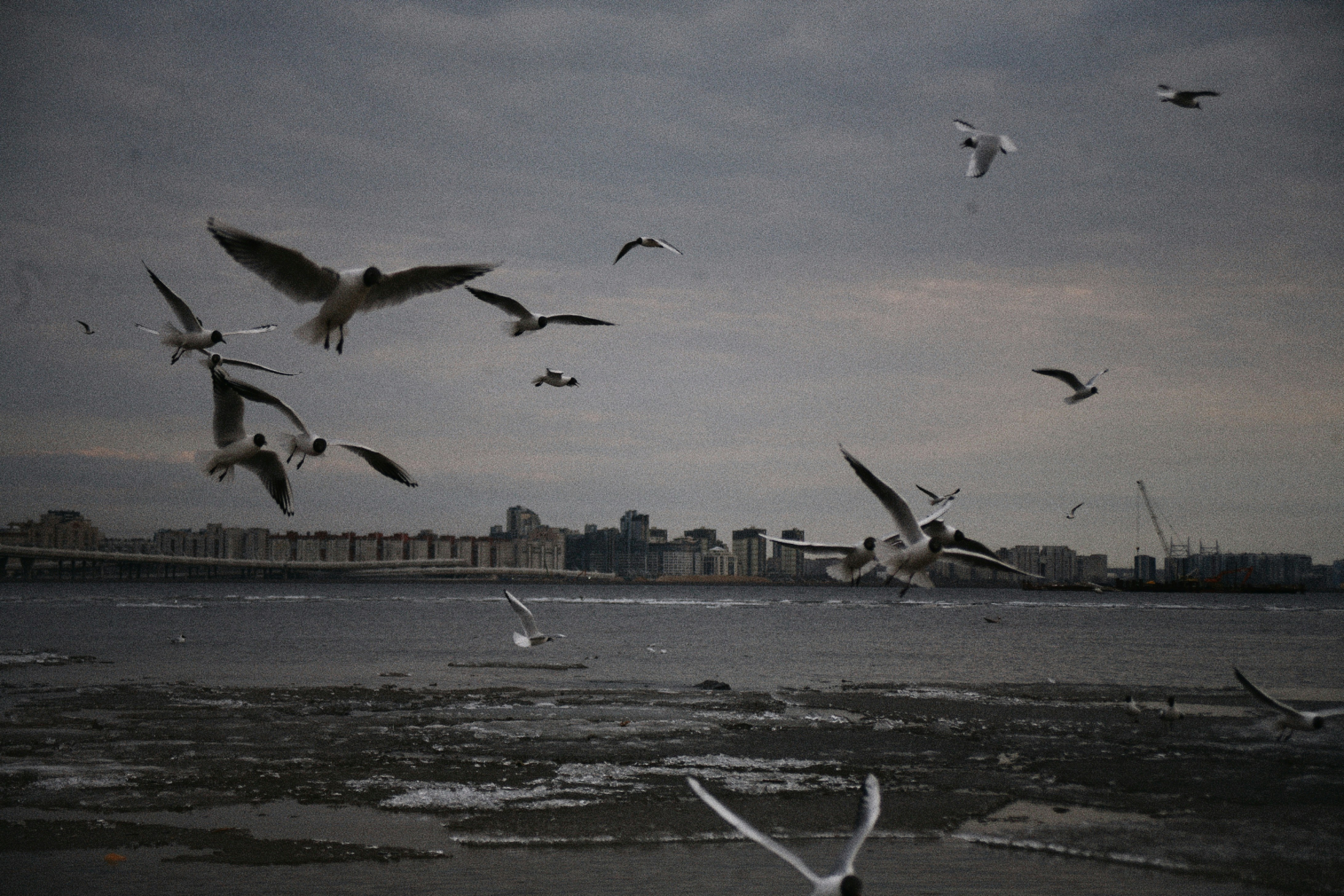 Mid-Flight Chorus Over a Dusk-Softened Harbor